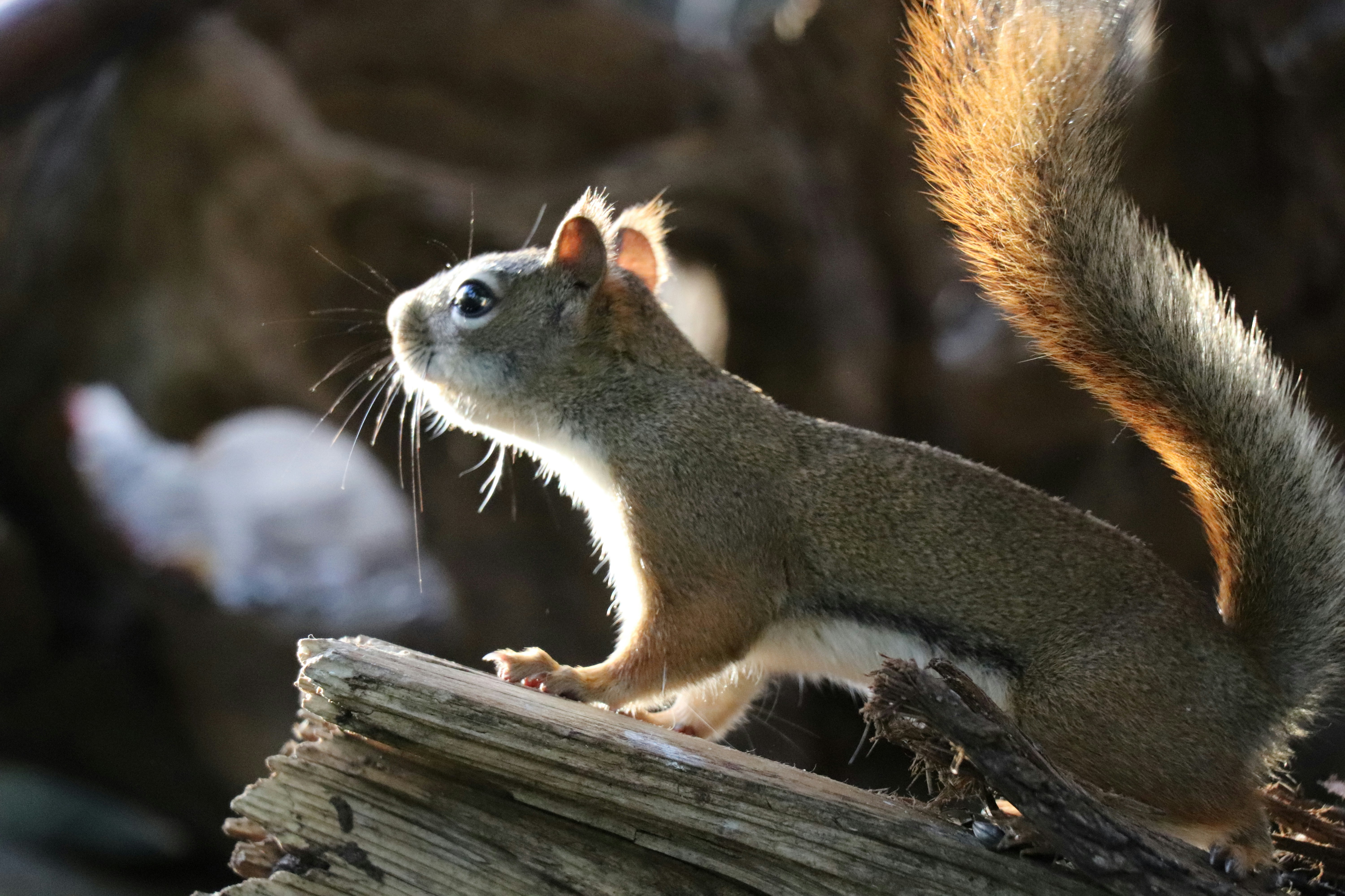 Squirrel on a weathered log, eyes lifted toward the light