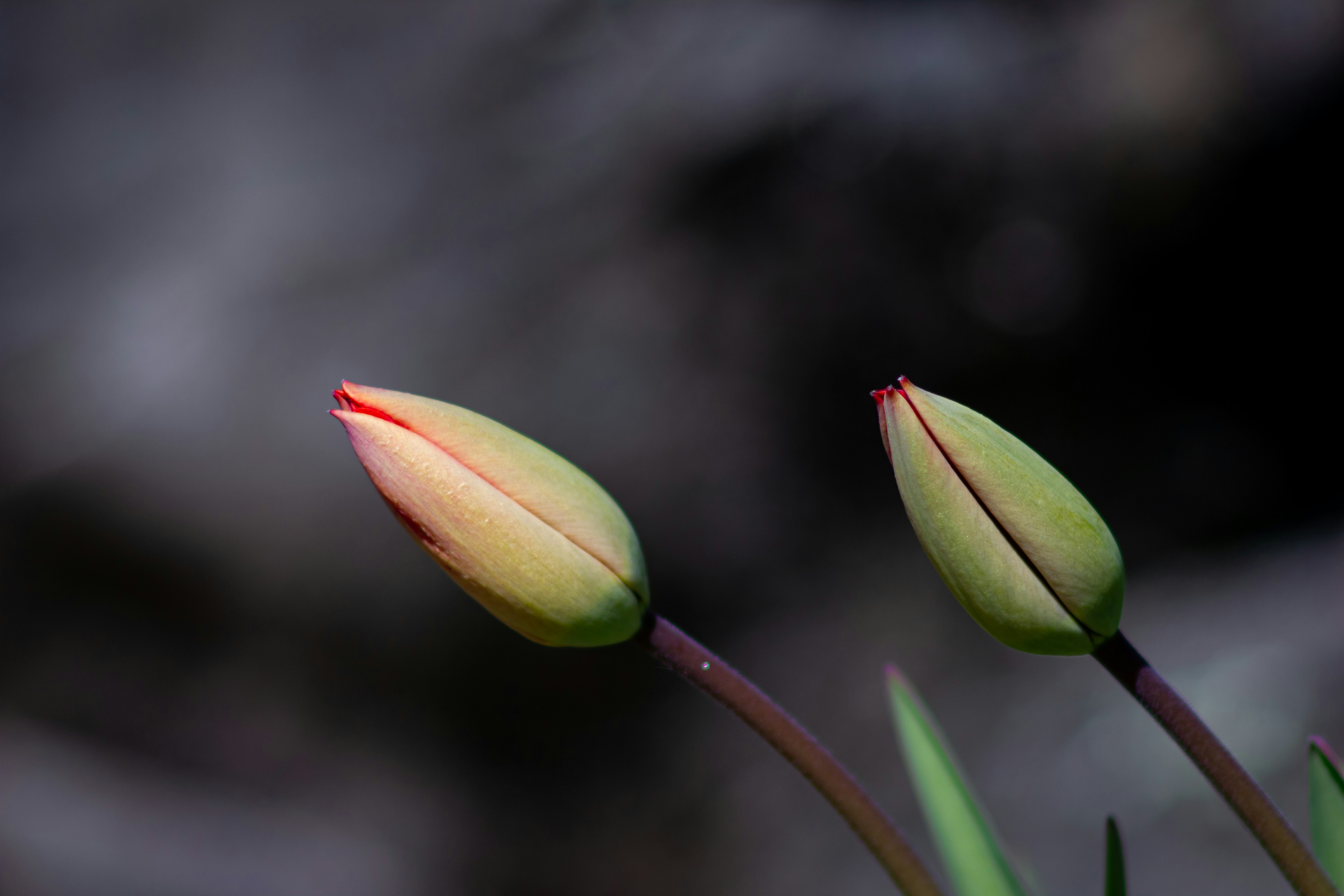 Emerging Elegance: Tulip Buds Poised for Bloom
