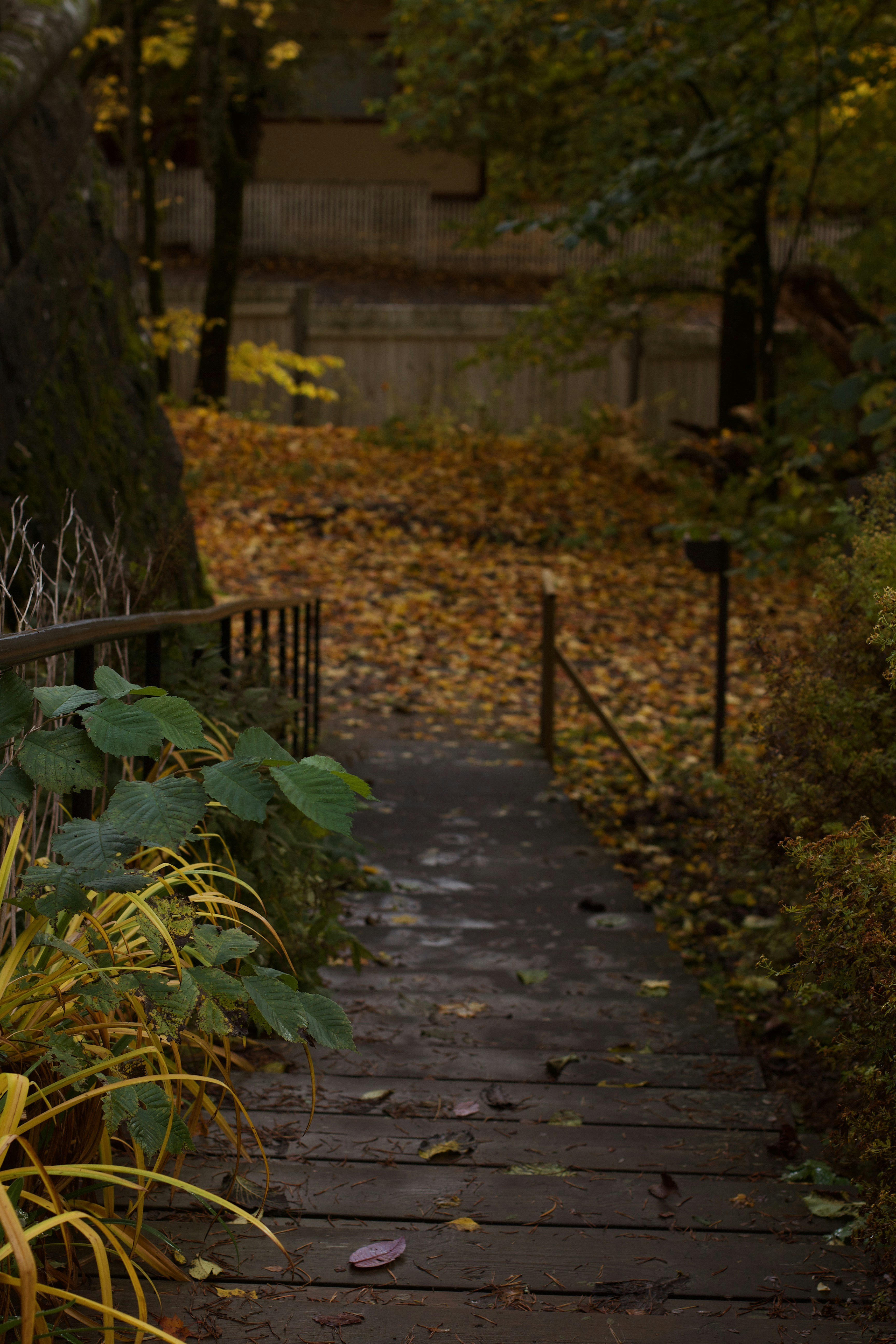 Amber Pathway Toward a Gate Framed by Fallen Leaves