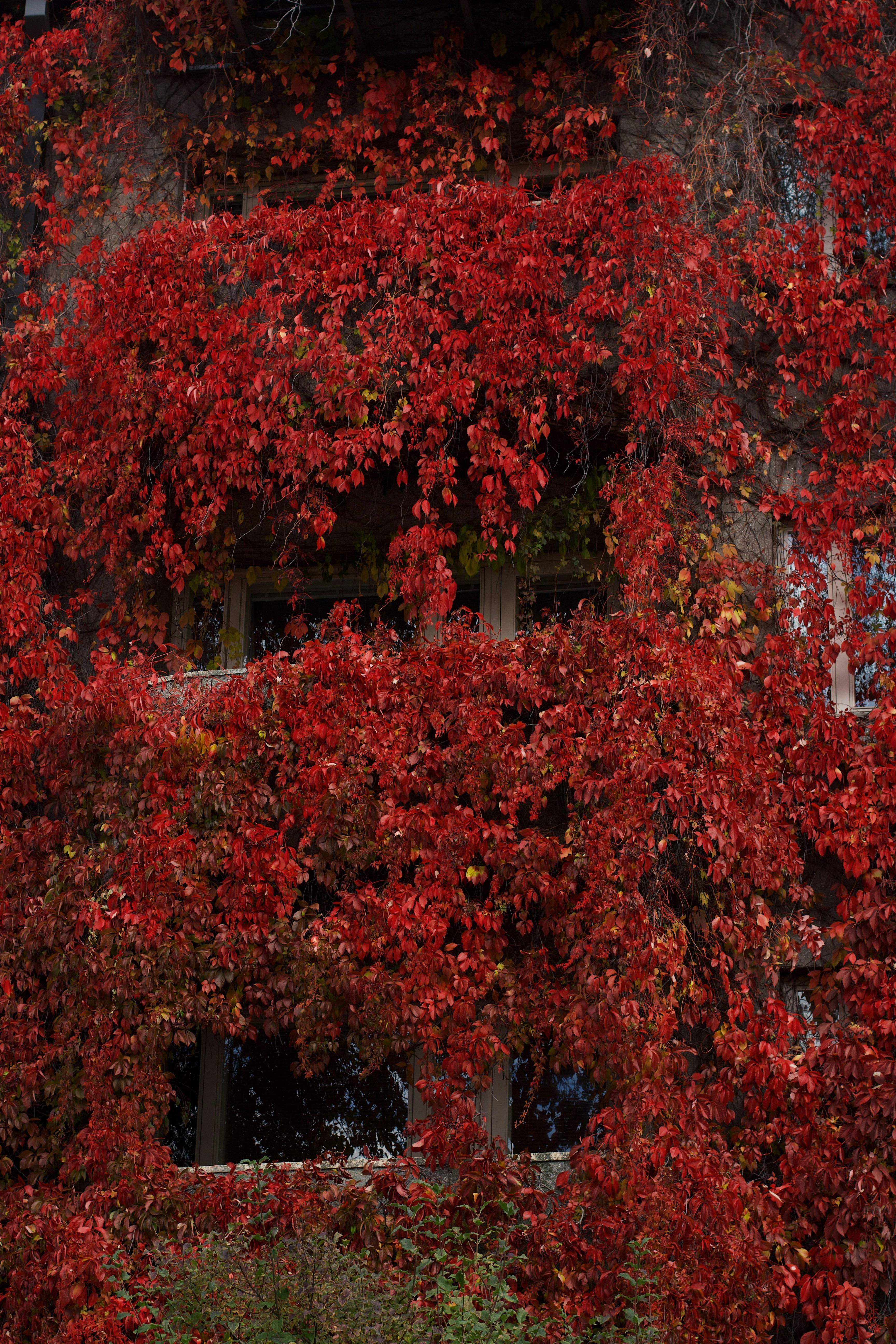Crimson Ivy Draped Facade: A Hidden Window Among Red Foliage