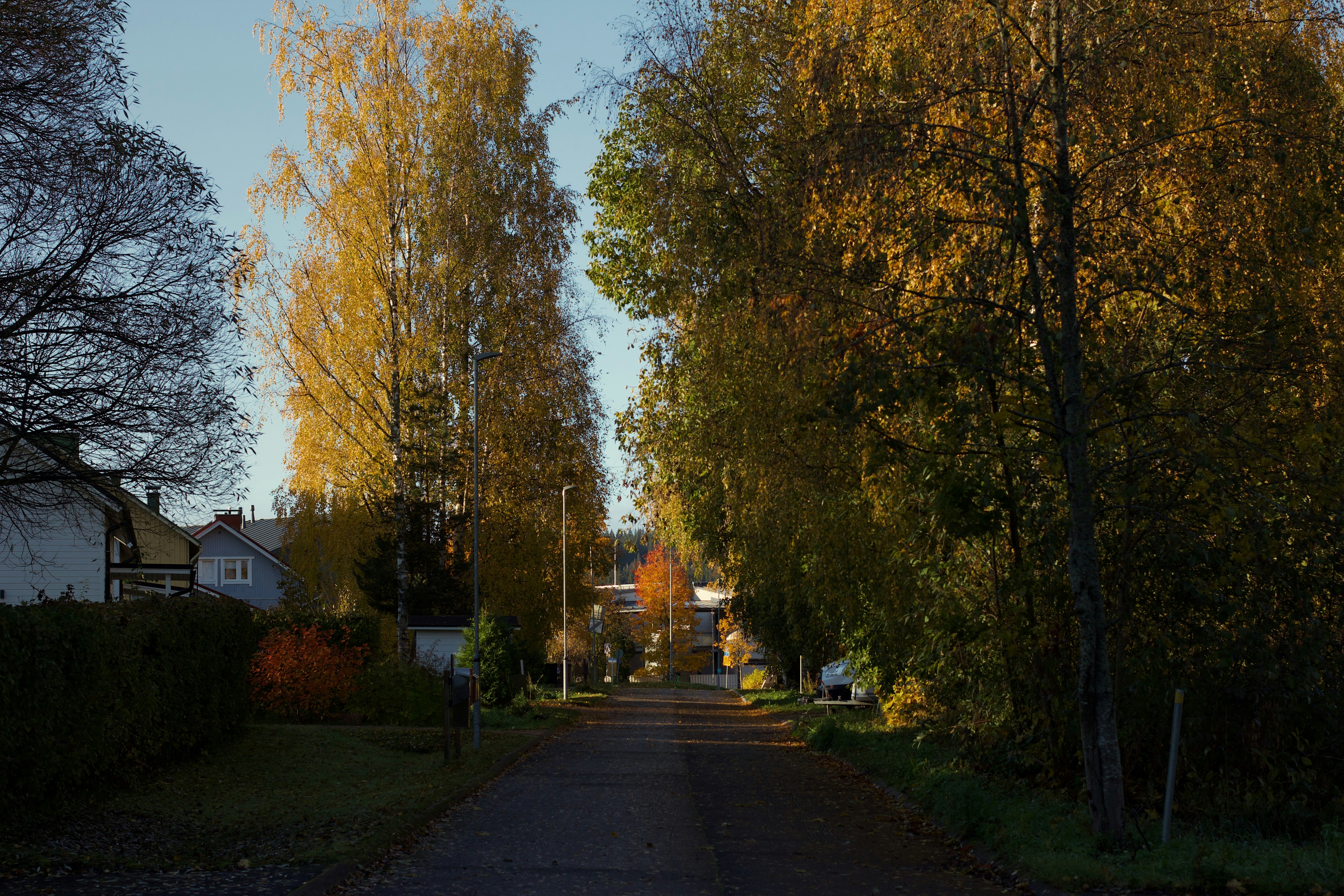 A street lined with lots of tall trees photo – Free Jyväskylä Image on ...