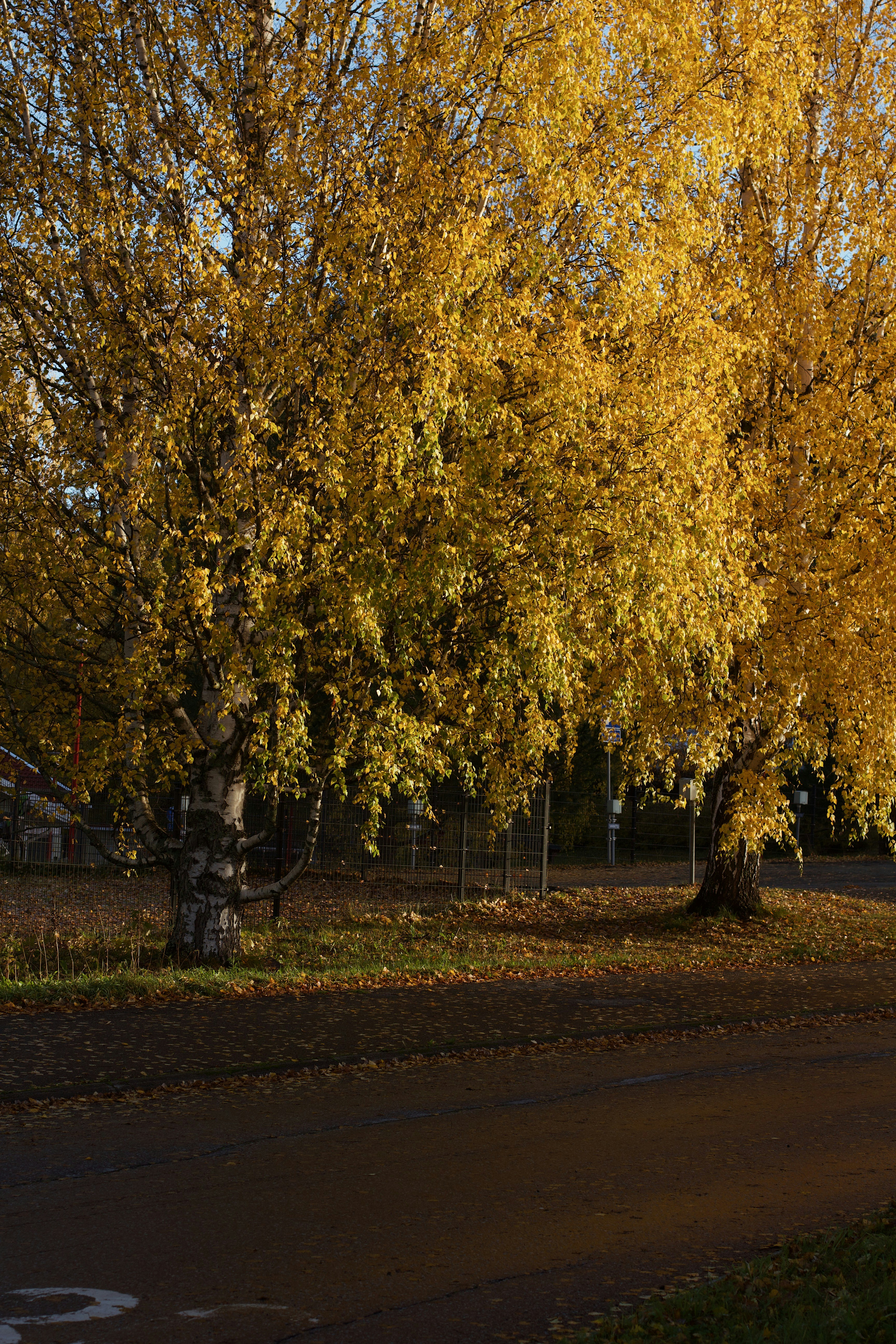 Yellow birch trees in fall
