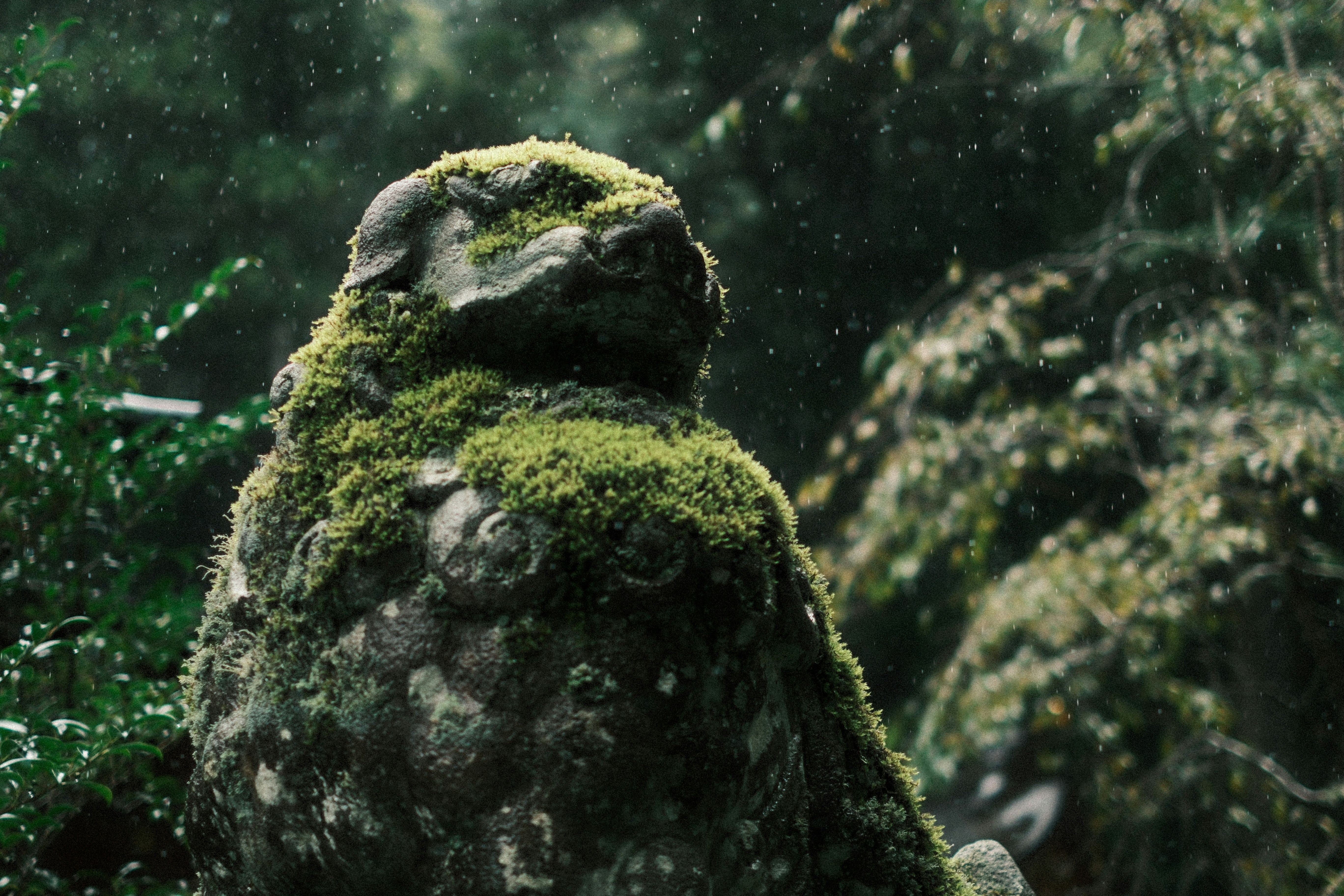 Moss-Crowned Sentinel Amid Shifting Rain