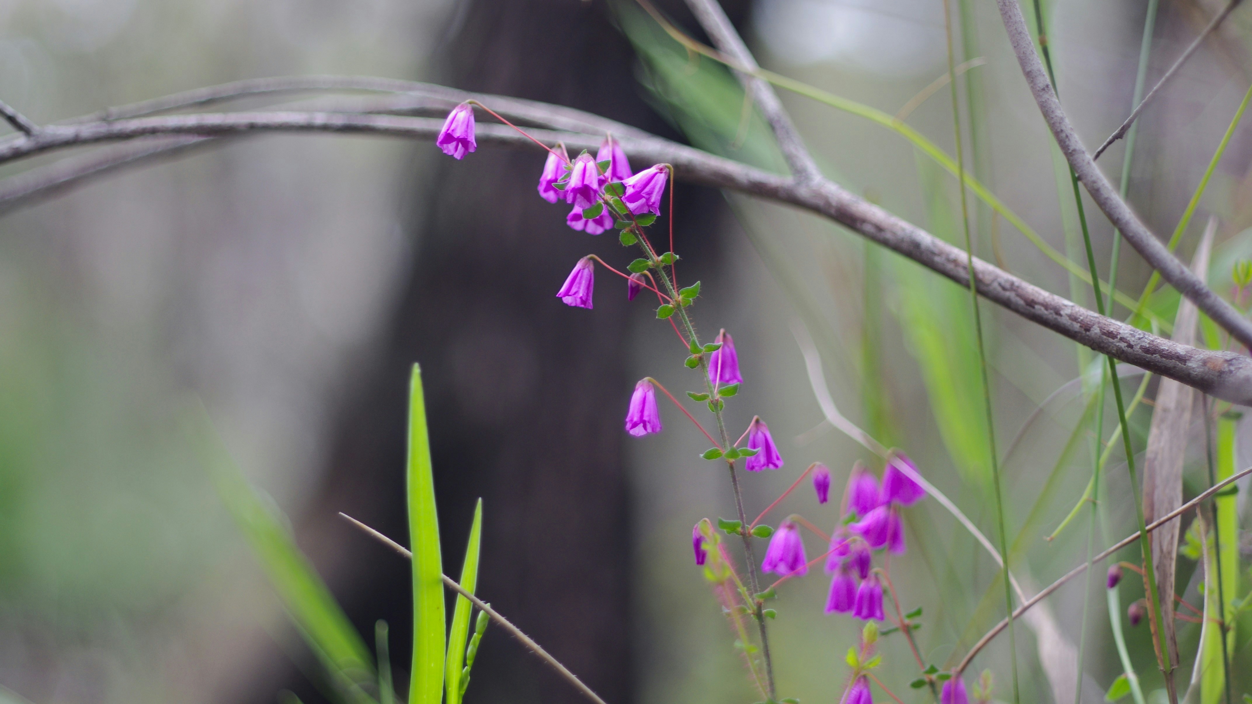 Violet Tassels on a Winding Vine