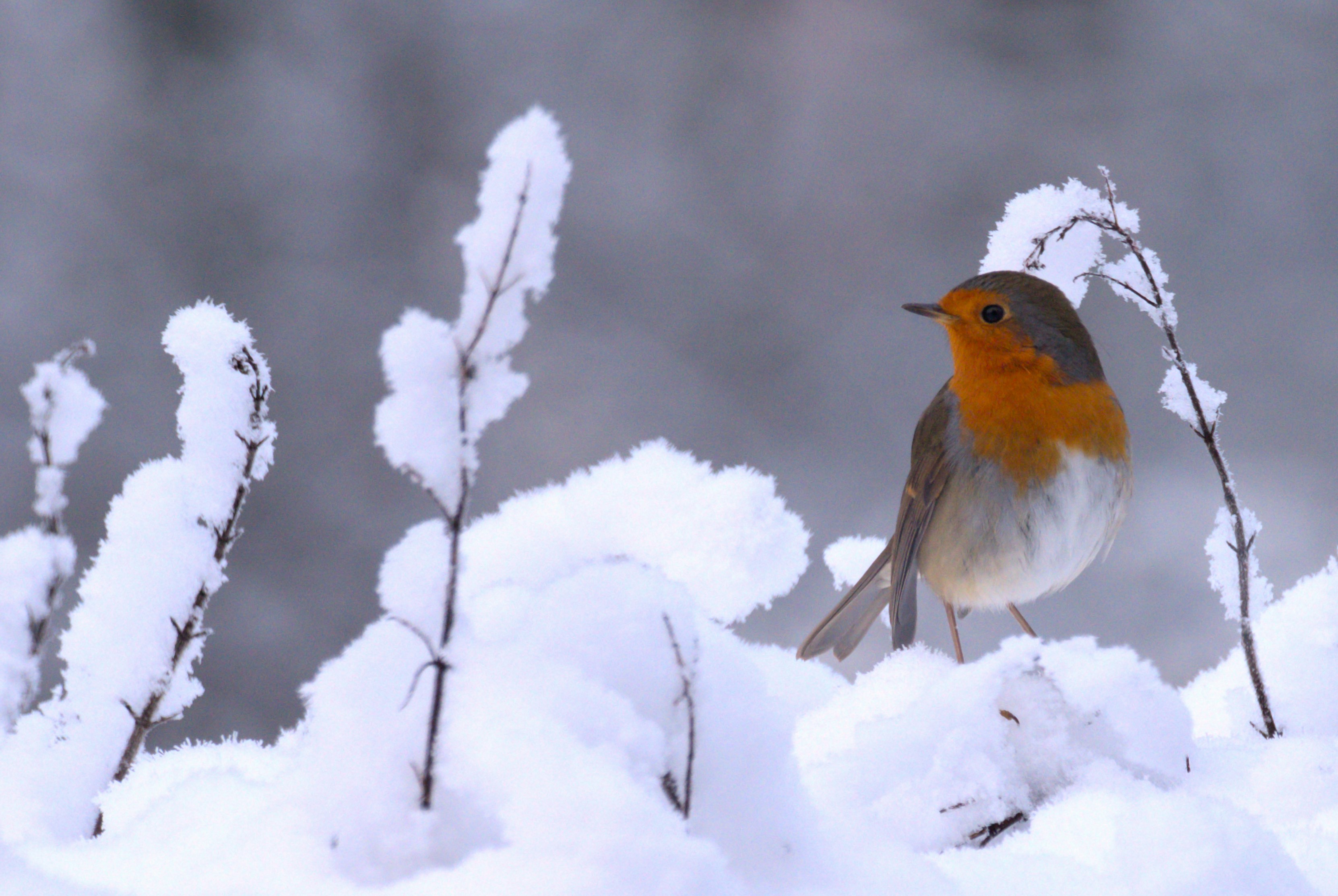 The weird world of Robin Ince - by M. F. Robbins