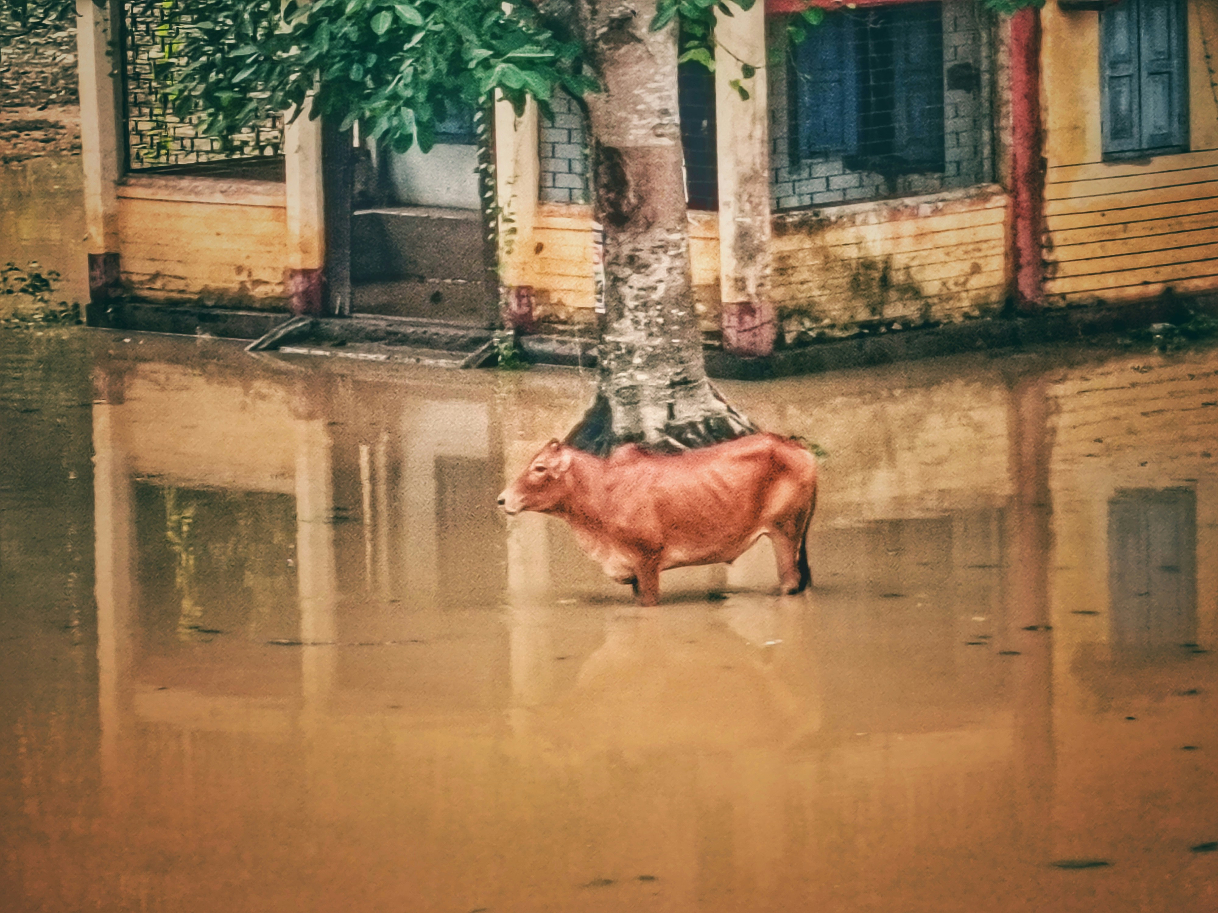 Brown cow stands in muddy floodwater inside a courtyard, with brick buildings and a tree trunk in the background.