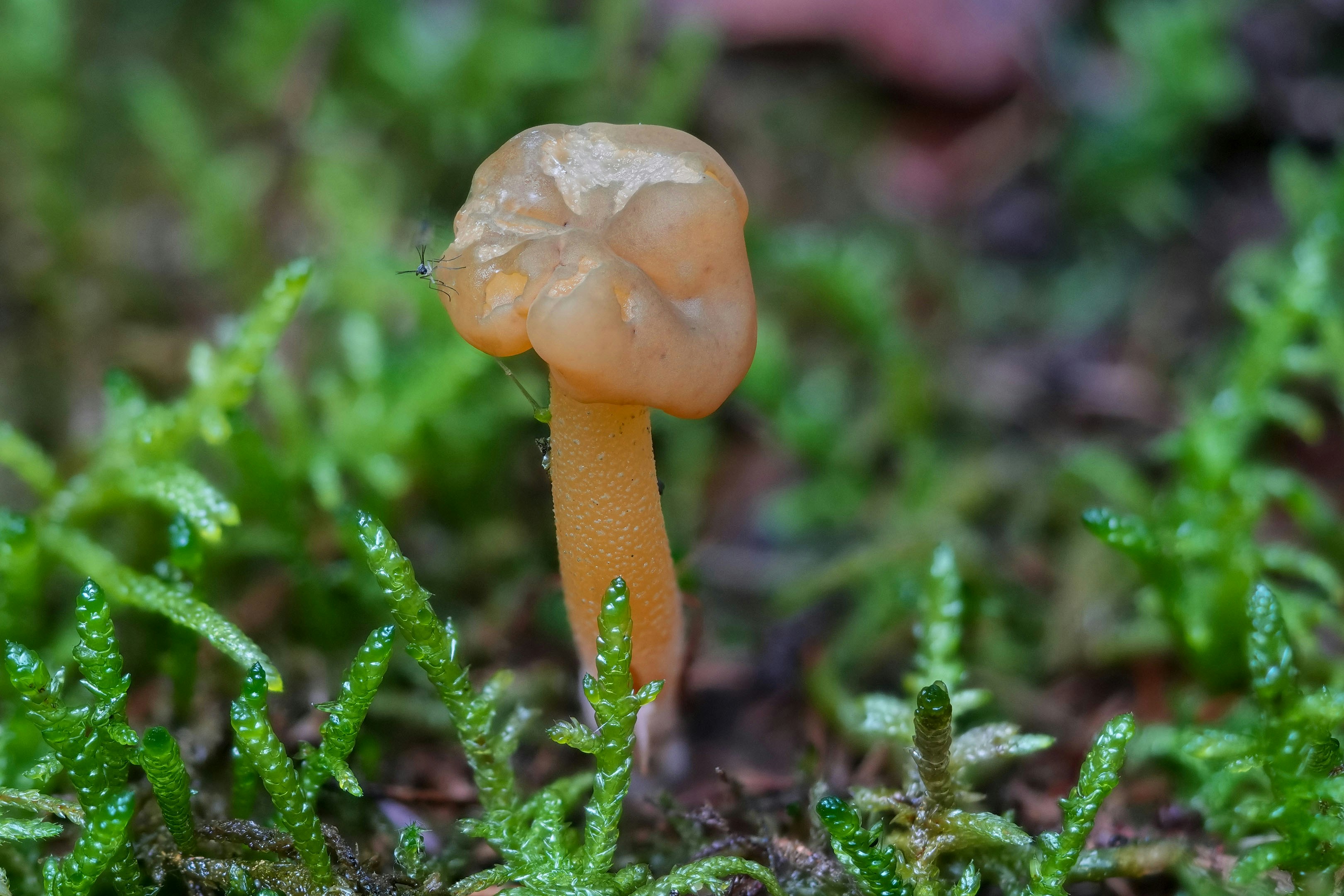 Amber Cap in a Mossy Microcosm