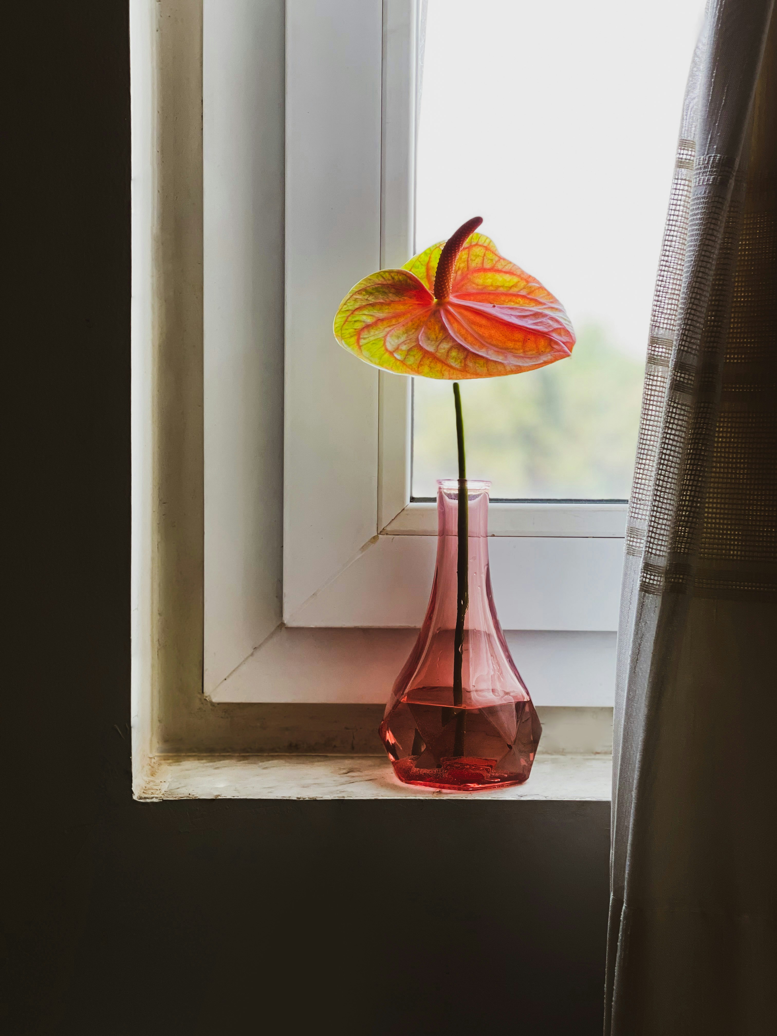 Shima Moghadam (@shimamq) | Unsplash Photo Community