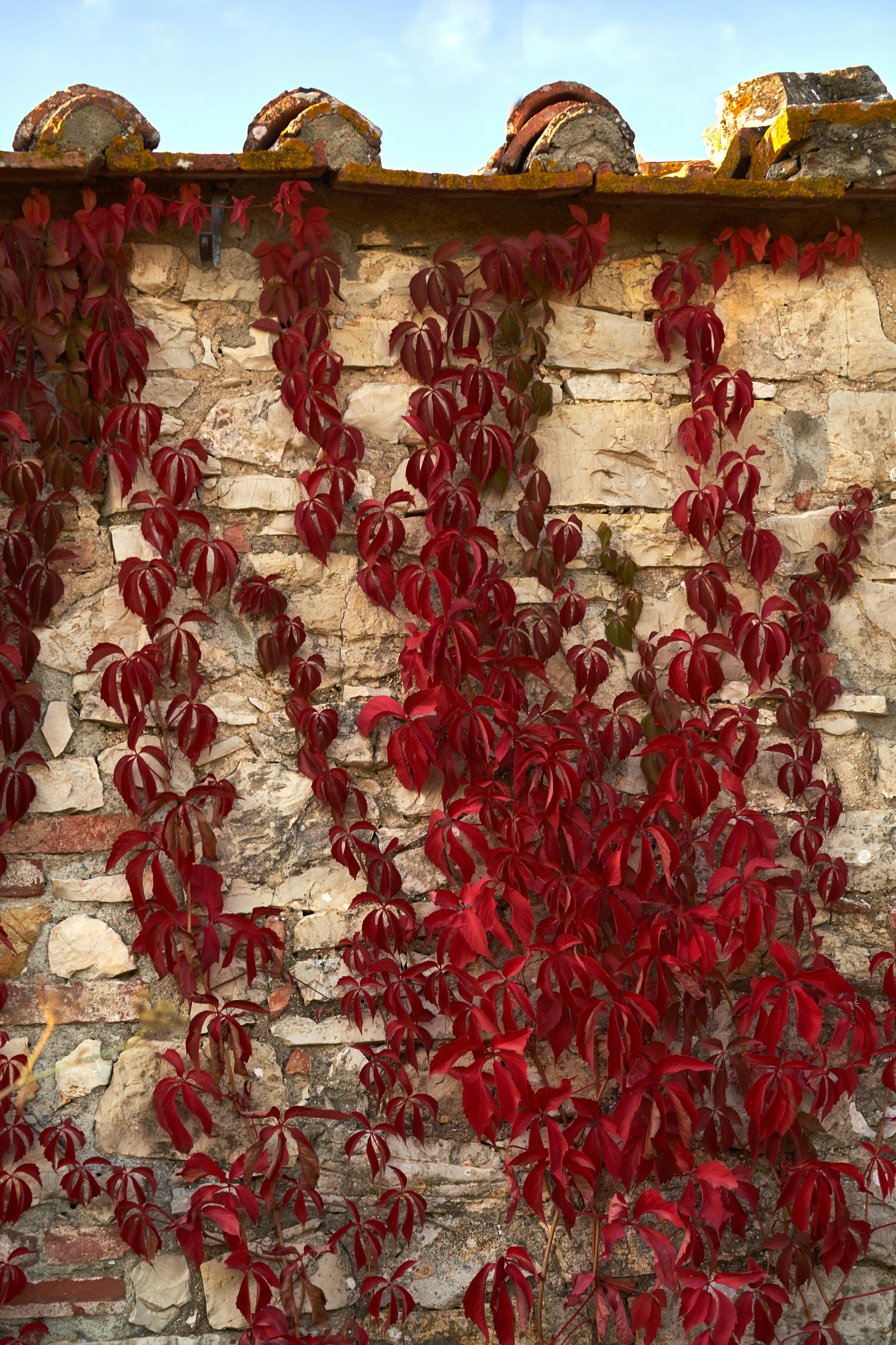 Crimson Vines Cling to a Weathered Stone Wall Under a Clear Sky