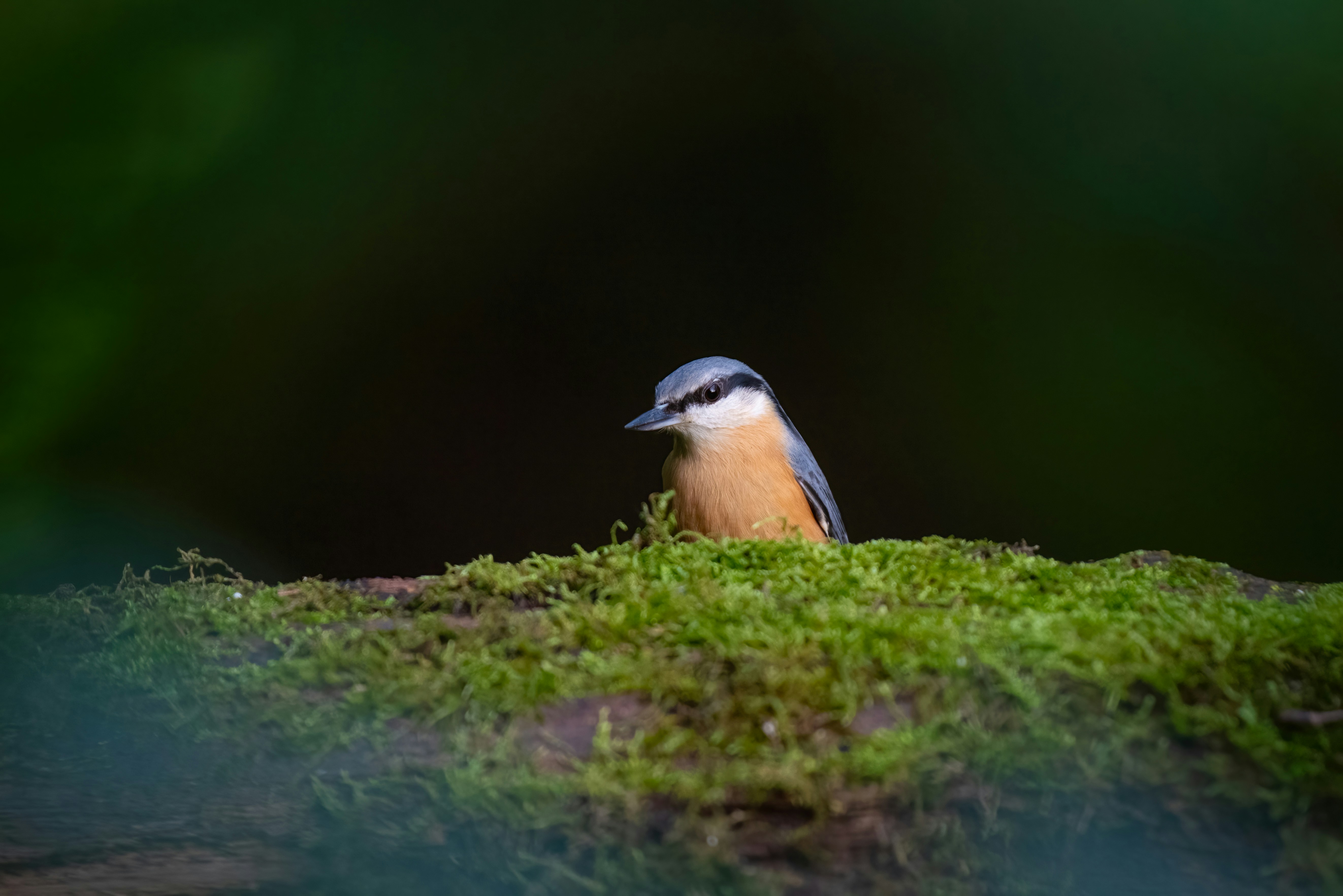 Nuthatch on a Mossy Ledge: Quiet Vigil in Dappled Forest Light