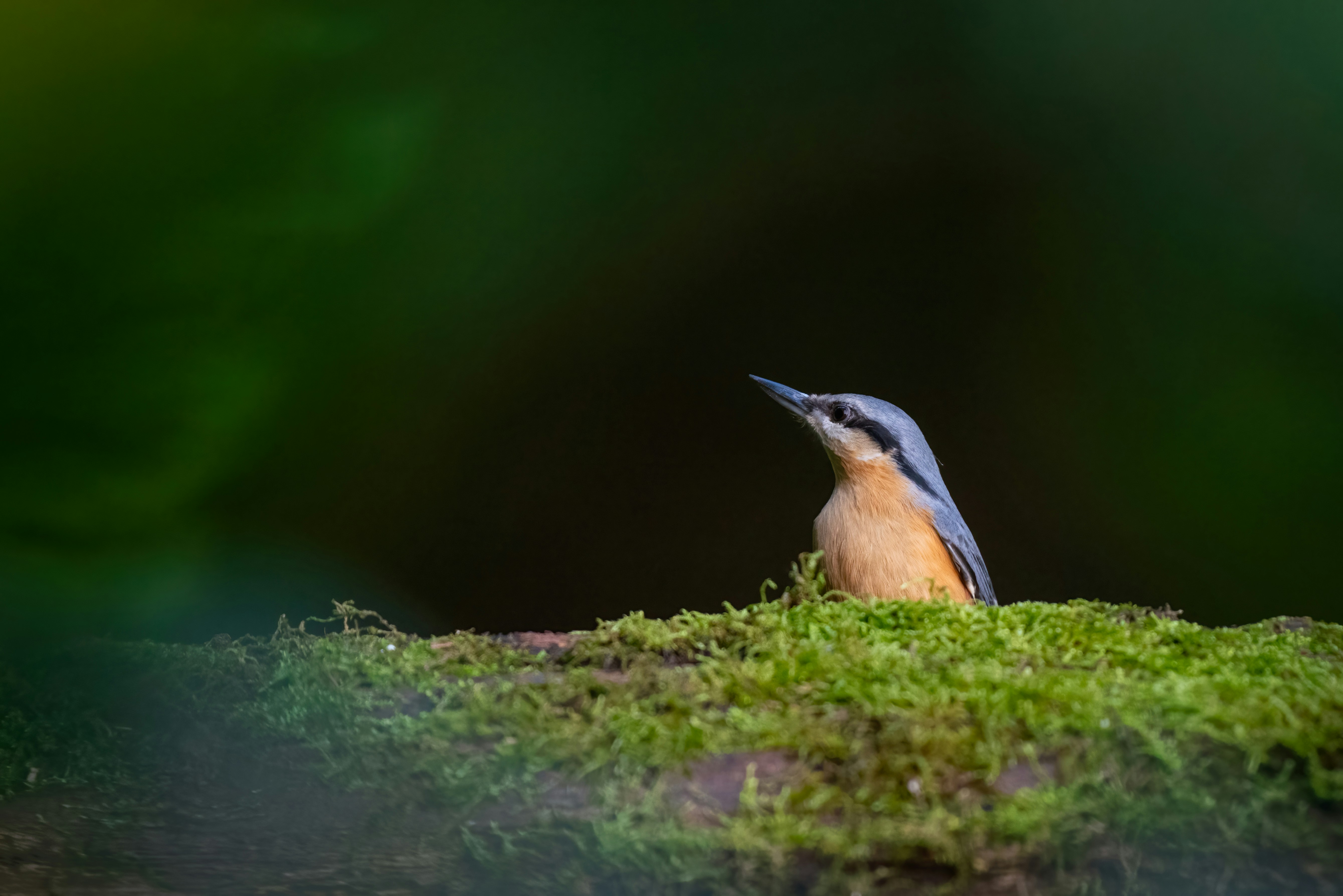 Little Bird Pictures | Download Free Images on Unsplash