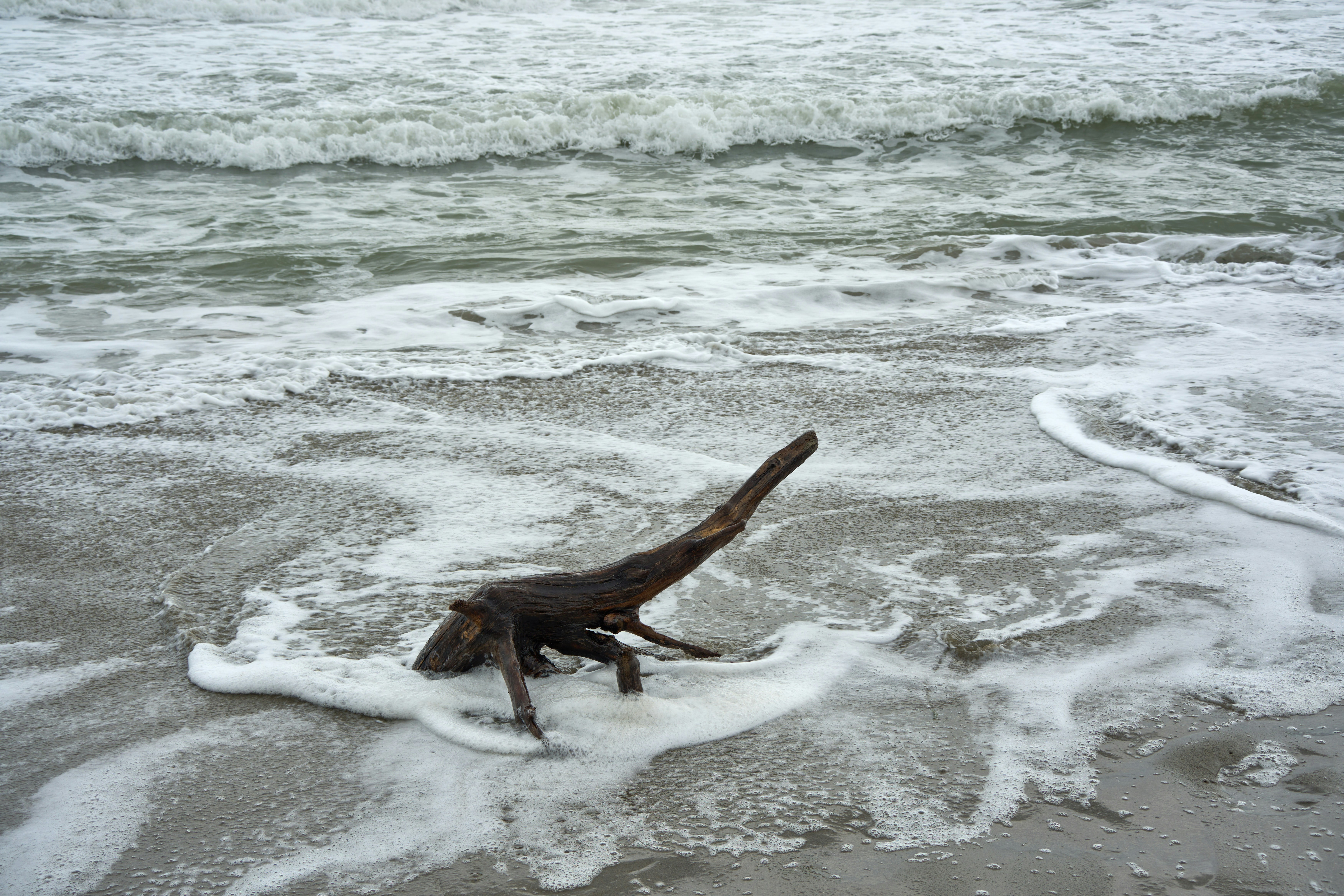 Driftwood on Tides: A solitary log finds its shore