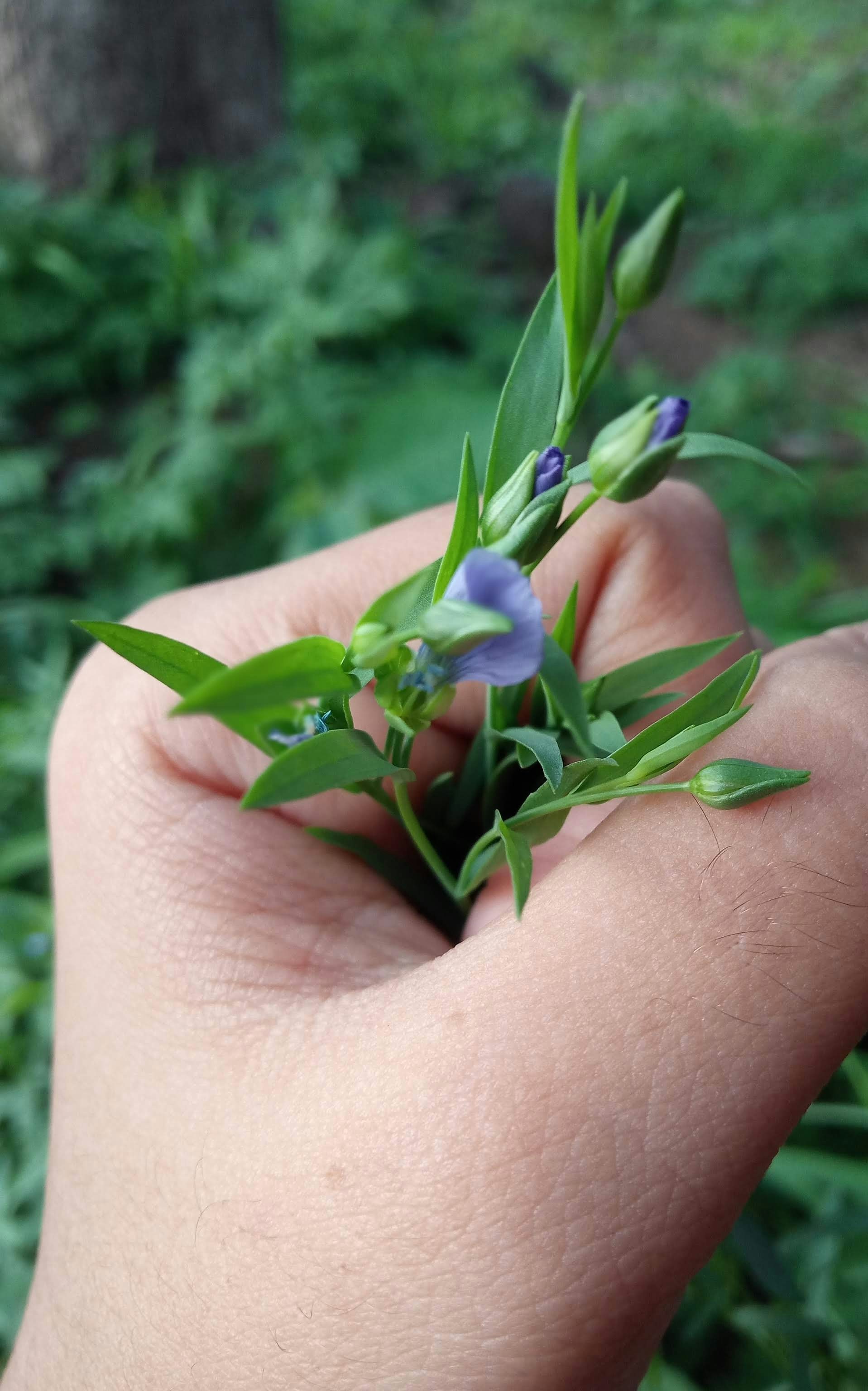 Violet Sprigs in a Gentle Handhold Against a Green Backdrop