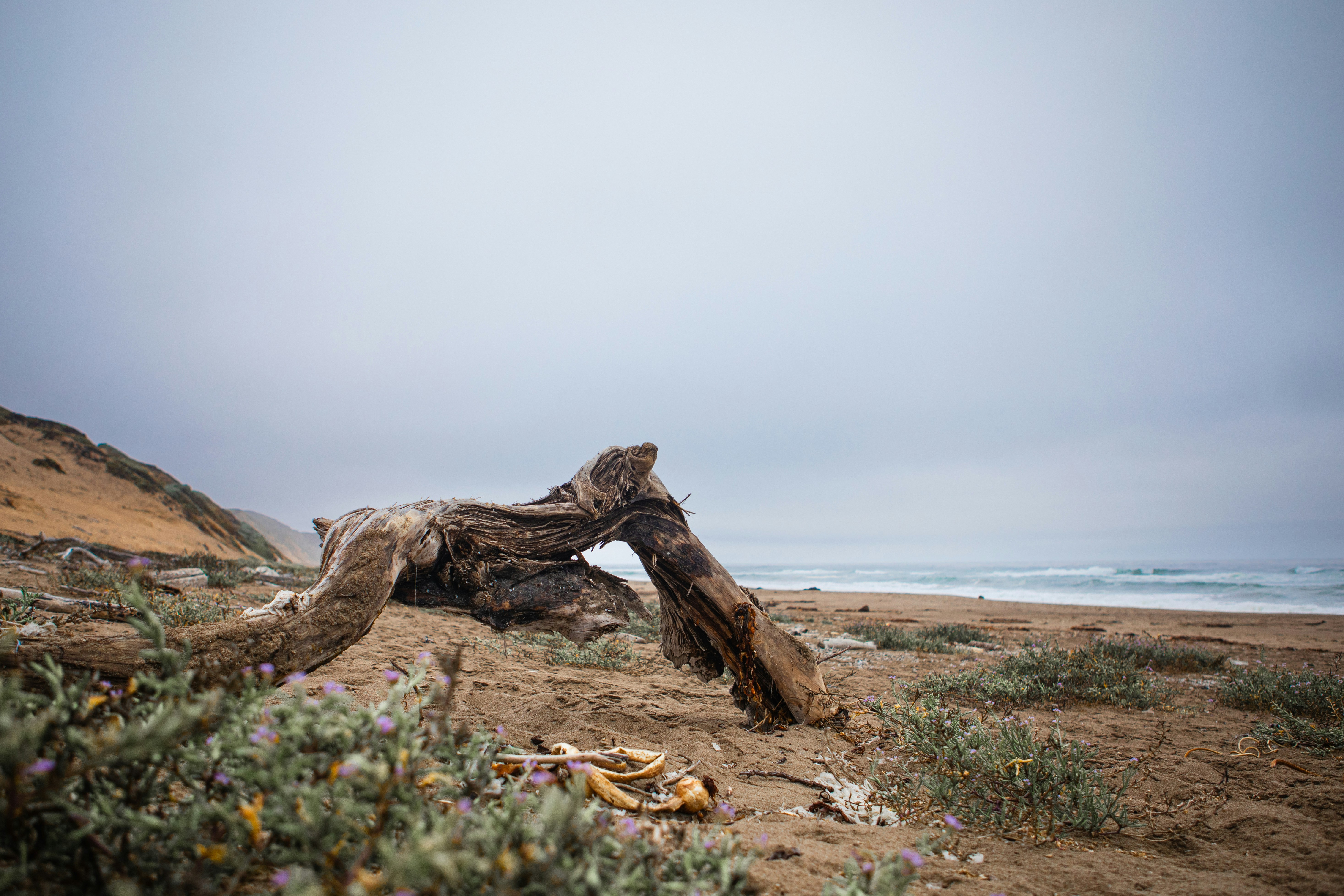Curved Driftwood Arch on a Windswept Beach