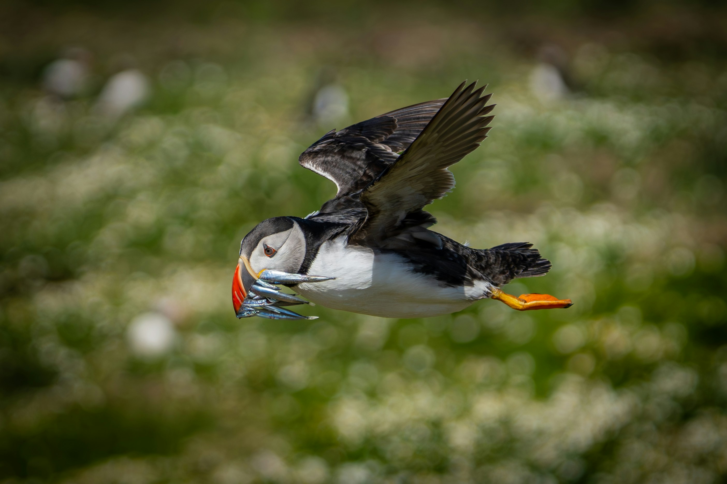 A small bird flying over a lush green field photo – Free Skomer island ...