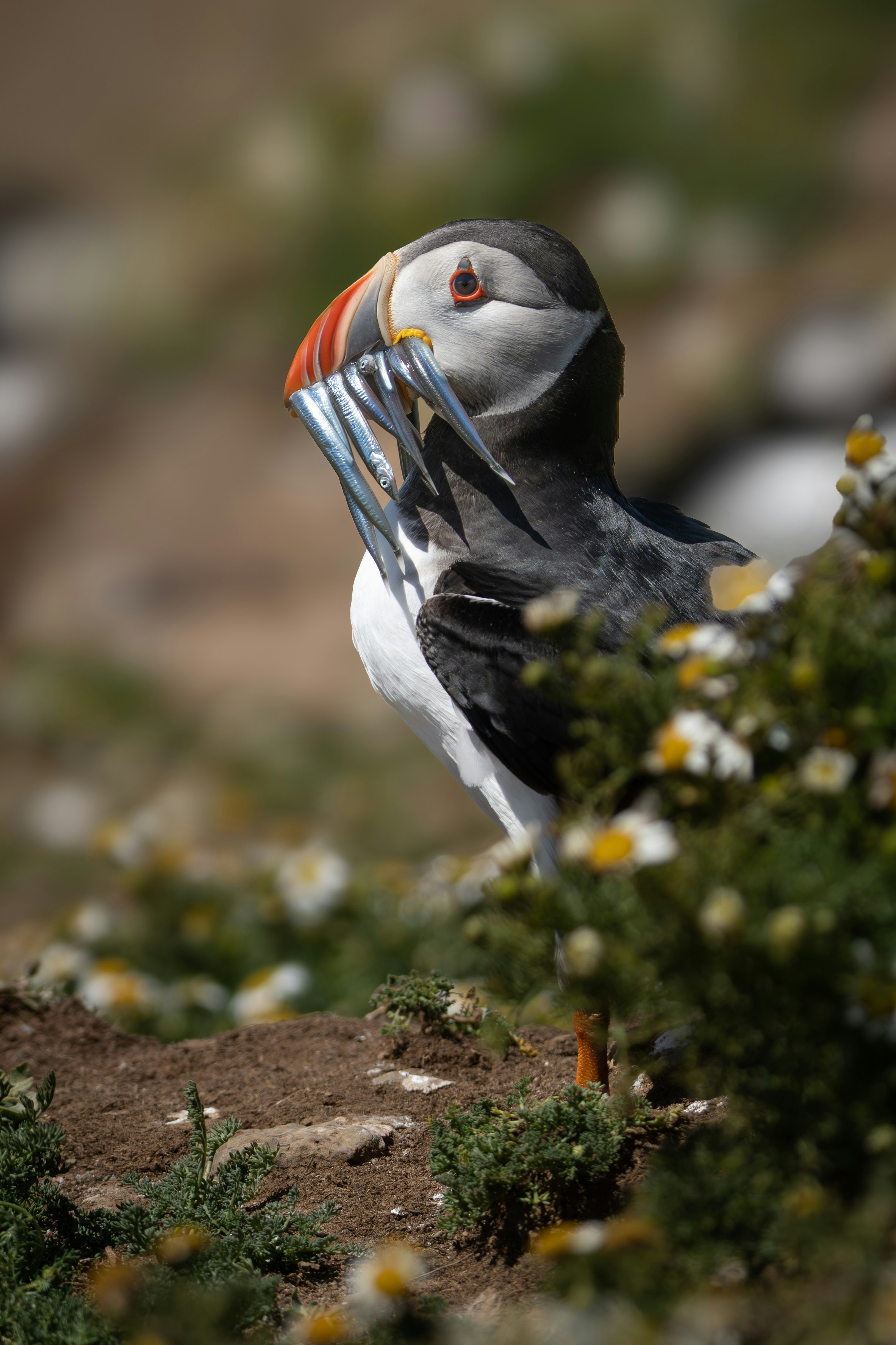 Um pássaro com um garfo no bico foto – Imagem grátis sobre Animal na ...