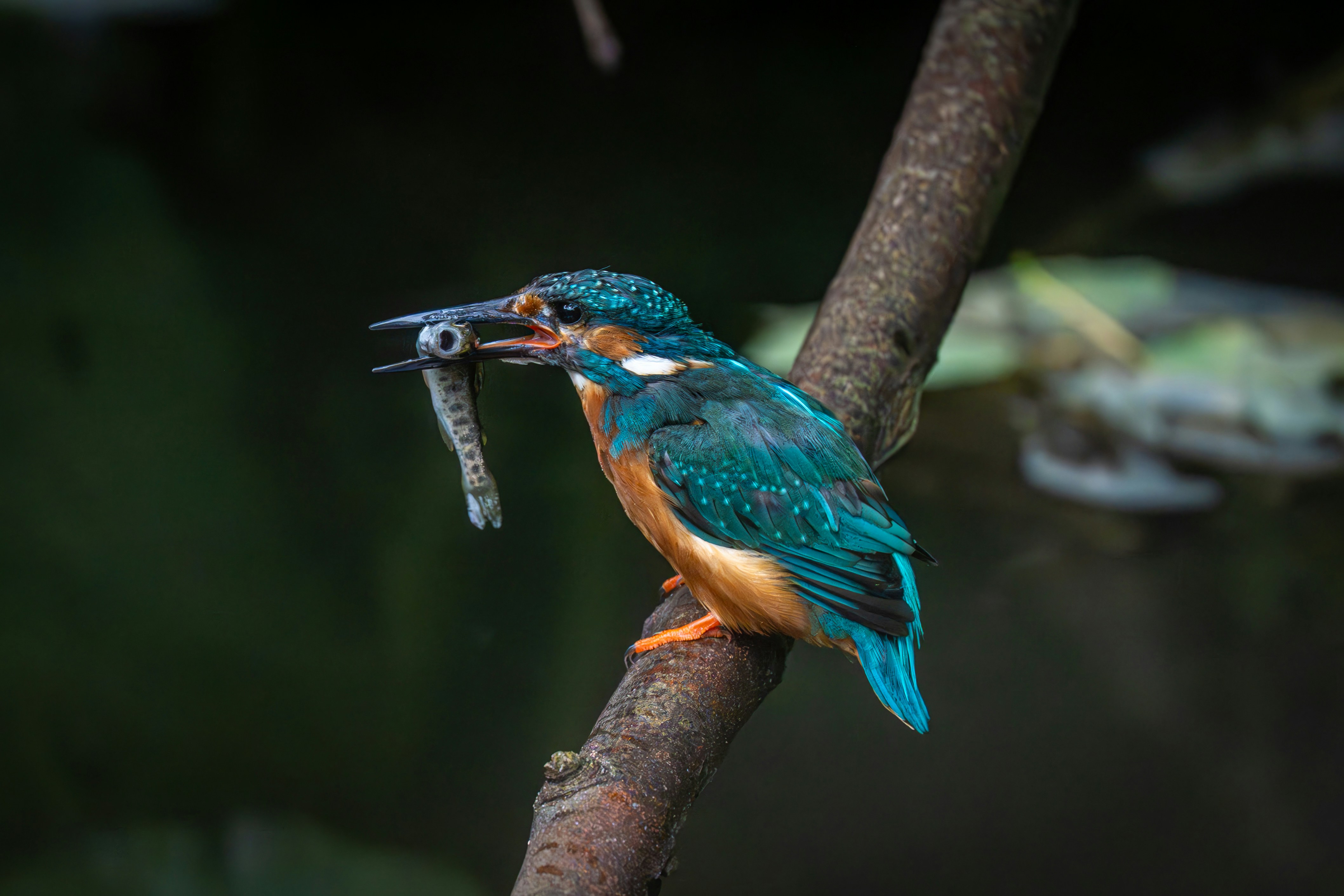 Azure Kingfisher on a Diagonal Branch Grasping a Tiny Prey