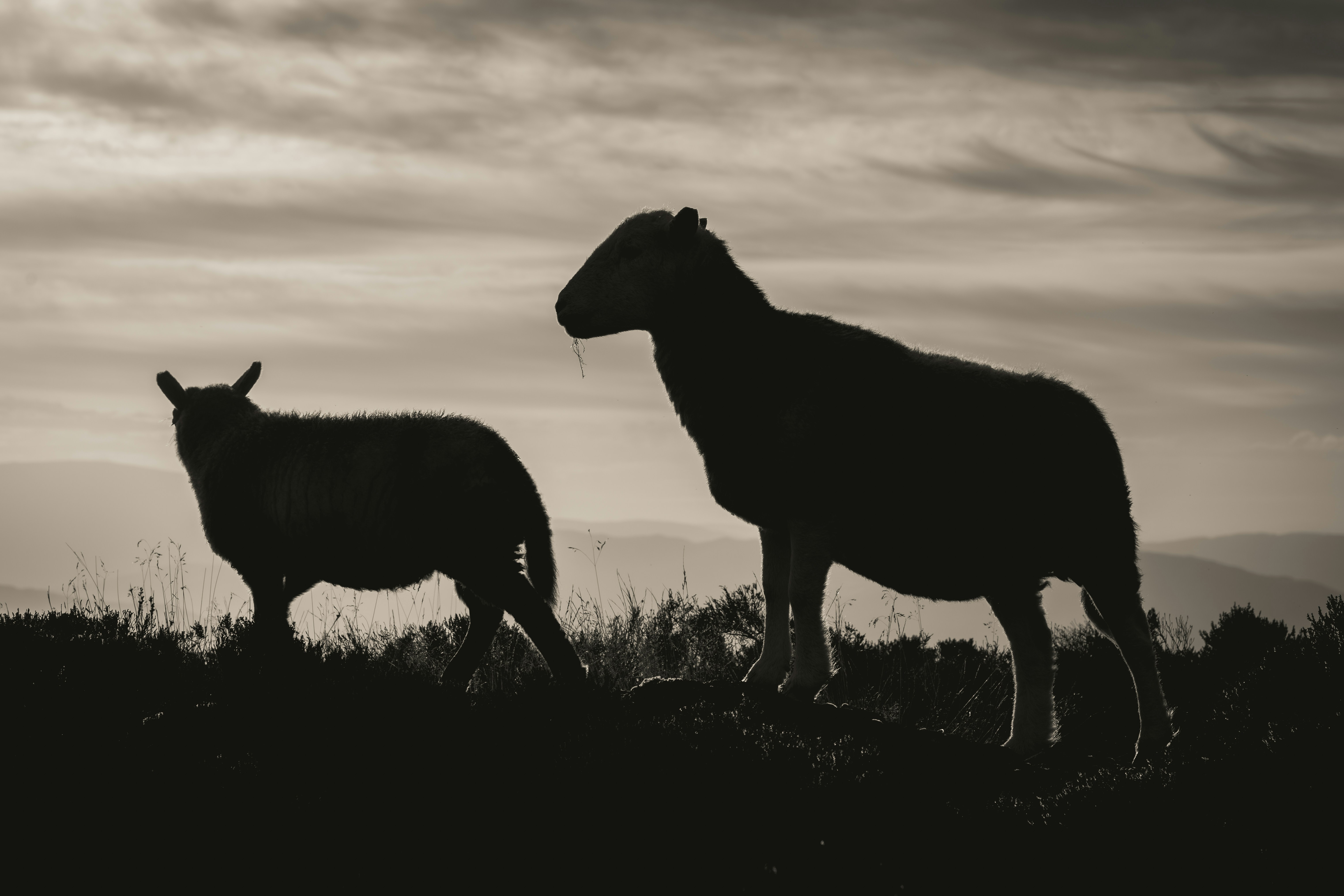 Dusk Silhouettes on the Ridge: A Pair of Grazers