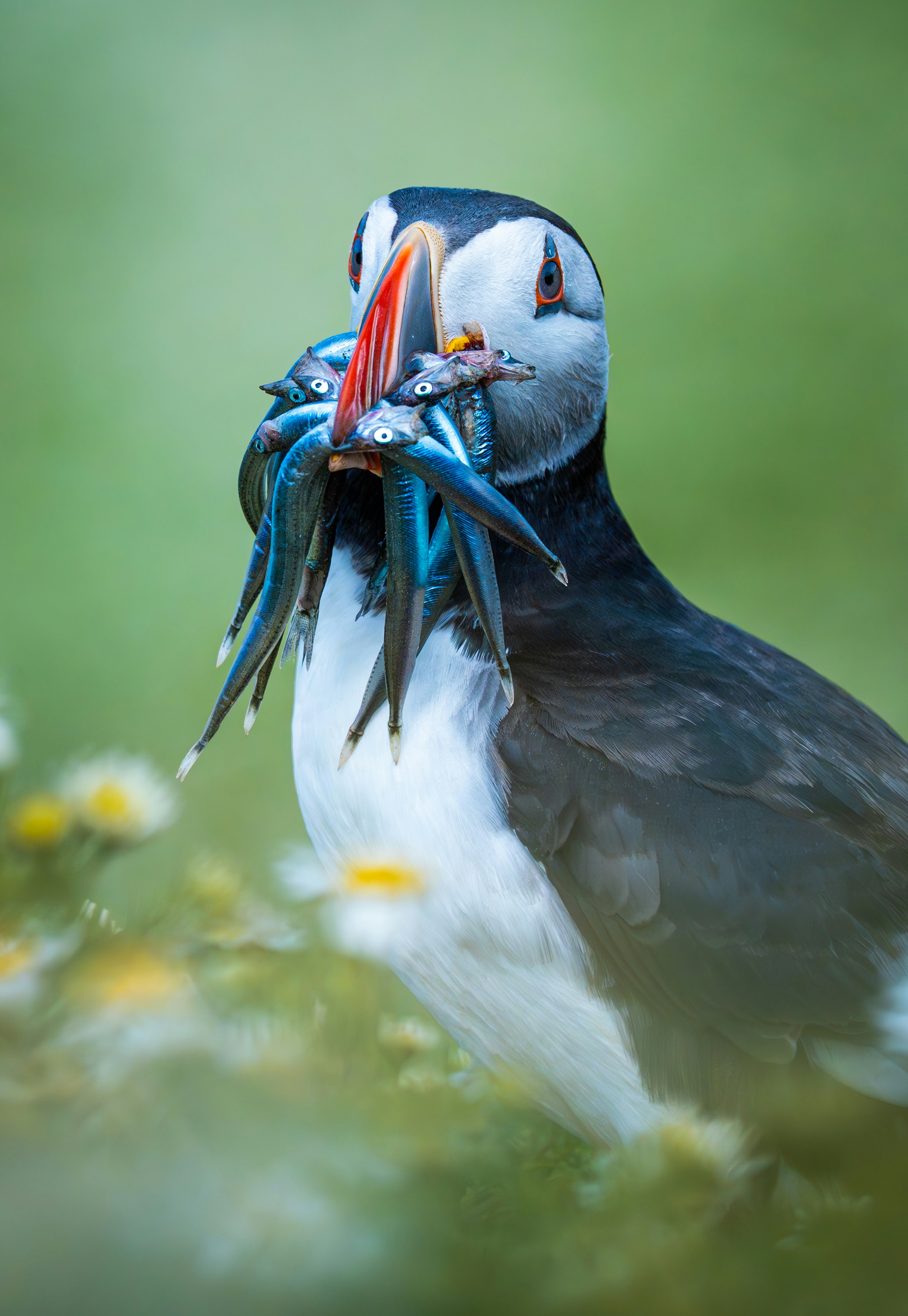 A close up of a bird with a bug in its mouth photo – Free Animal Image ...
