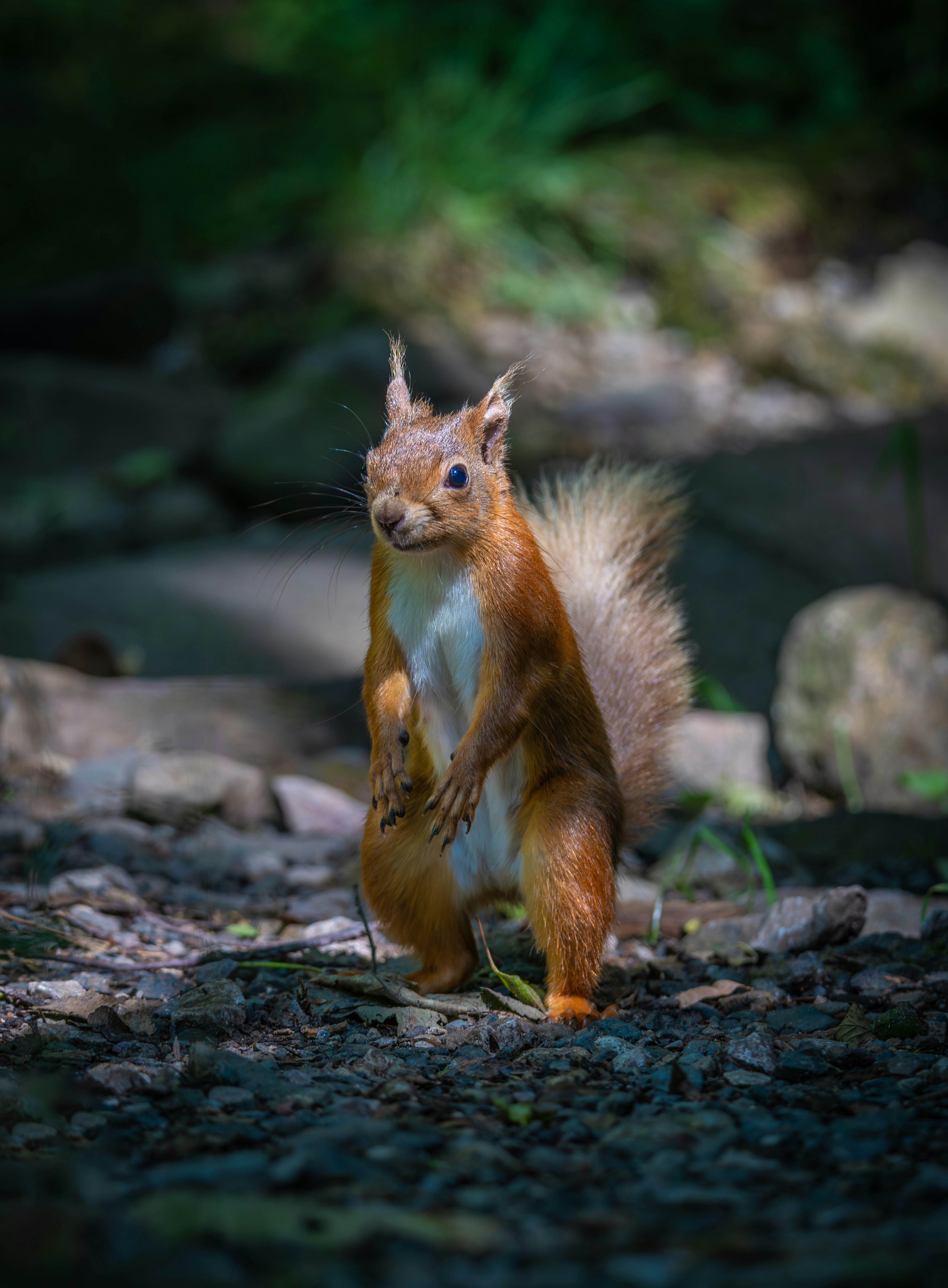 A red squirrel standing on its hind legs photo – Free Animal Image on ...