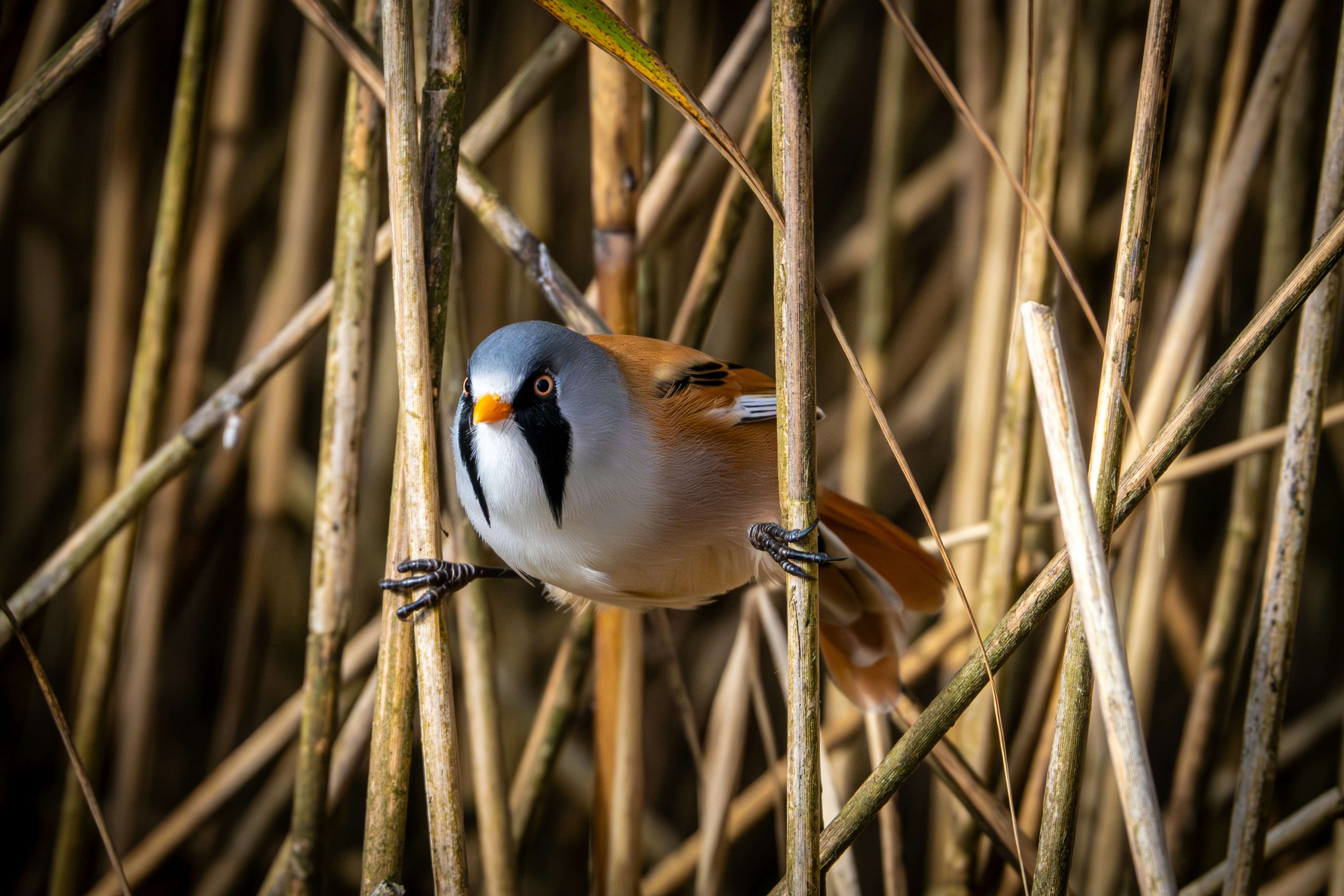 Between the Reeds: A Streak-Backed Bird Halts in a Golden Corridor