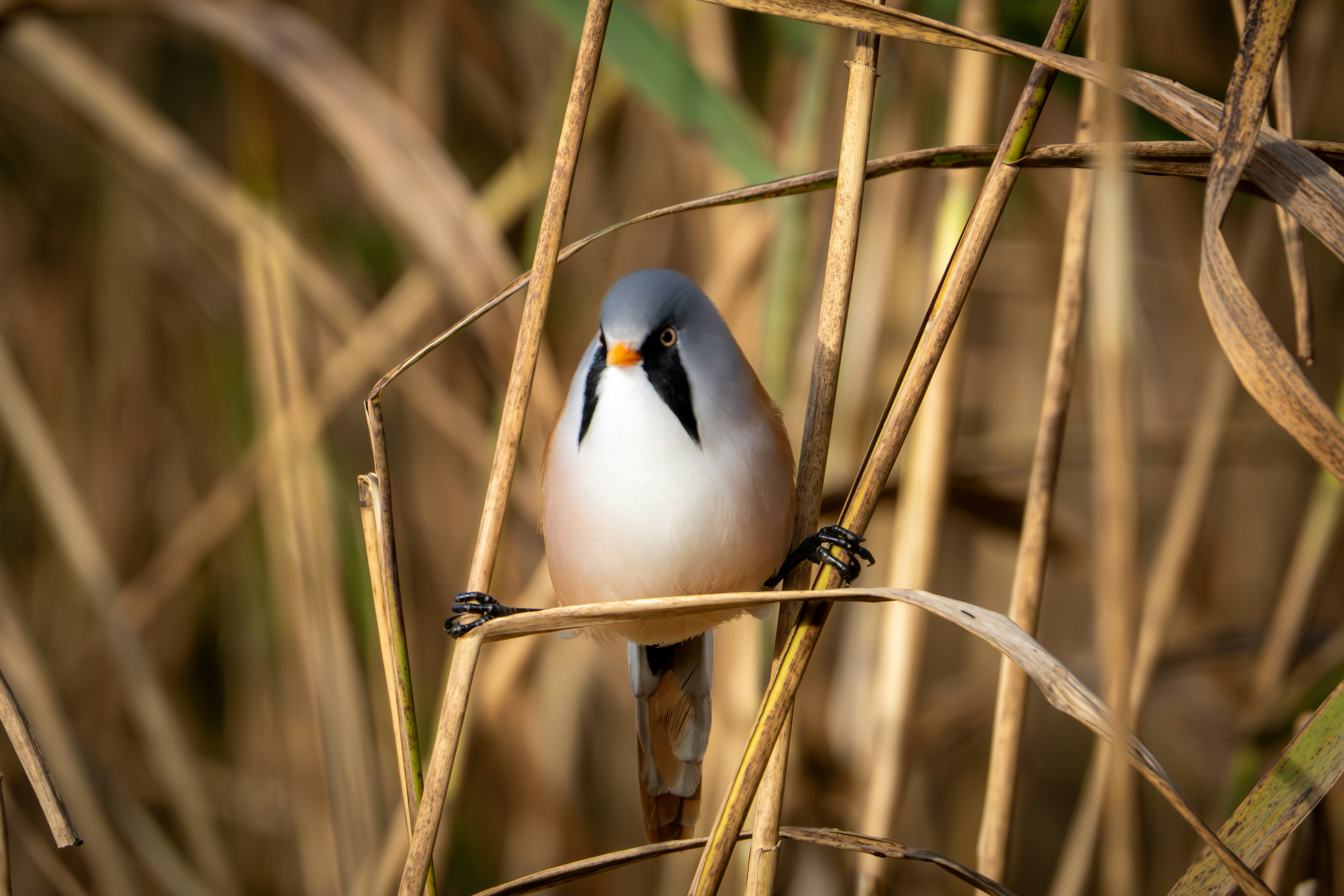 A Masked Perch: Small Bird Pauses Among Reeds in Warm Light