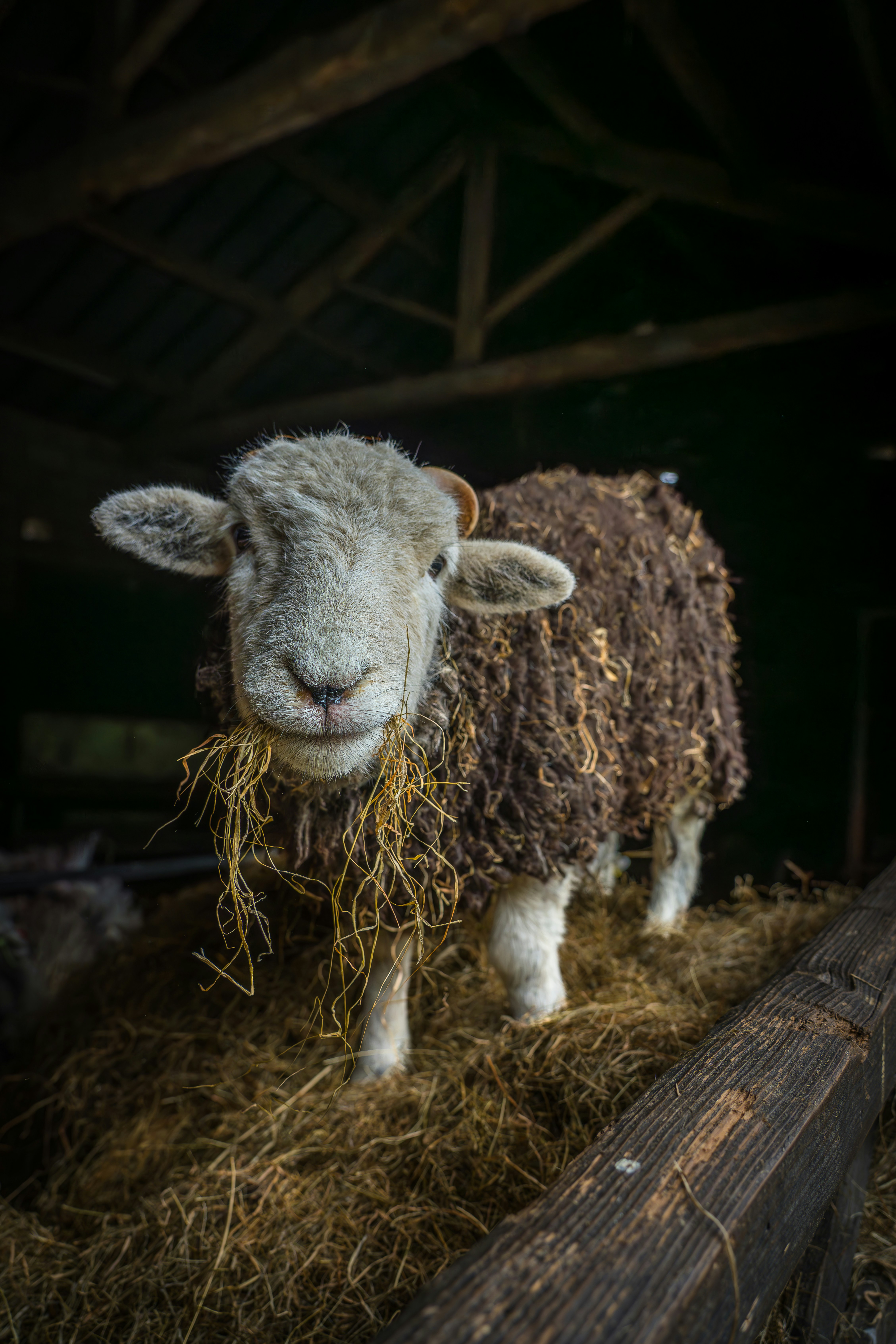 Un mouton debout sur un tas de foin photo – Image gratuite de Animal ...