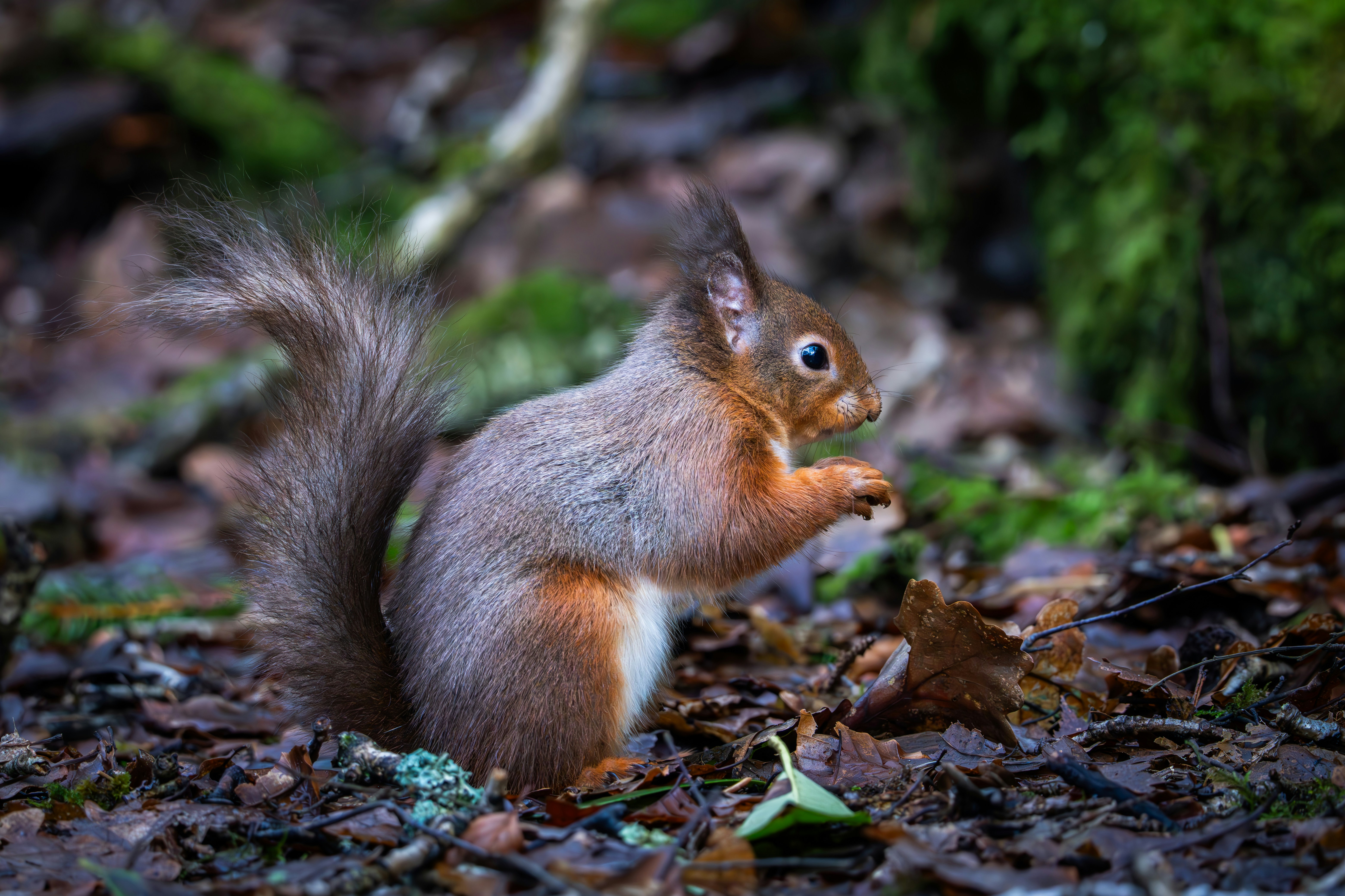 A squirrel is sitting on the ground eating something photo – Free Shap ...