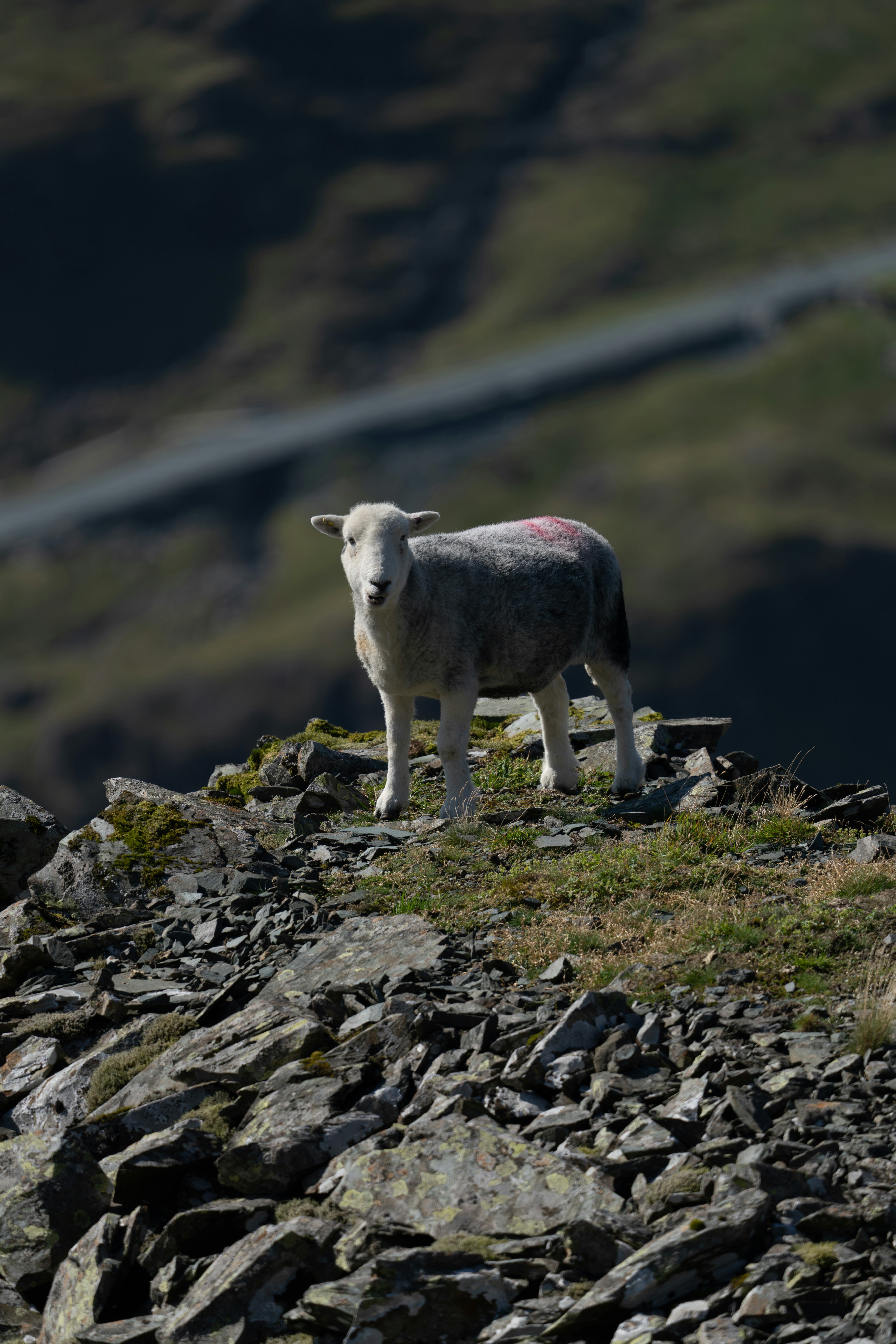 Highland Beacon: a lone ewe on a wind-swept shale outcrop