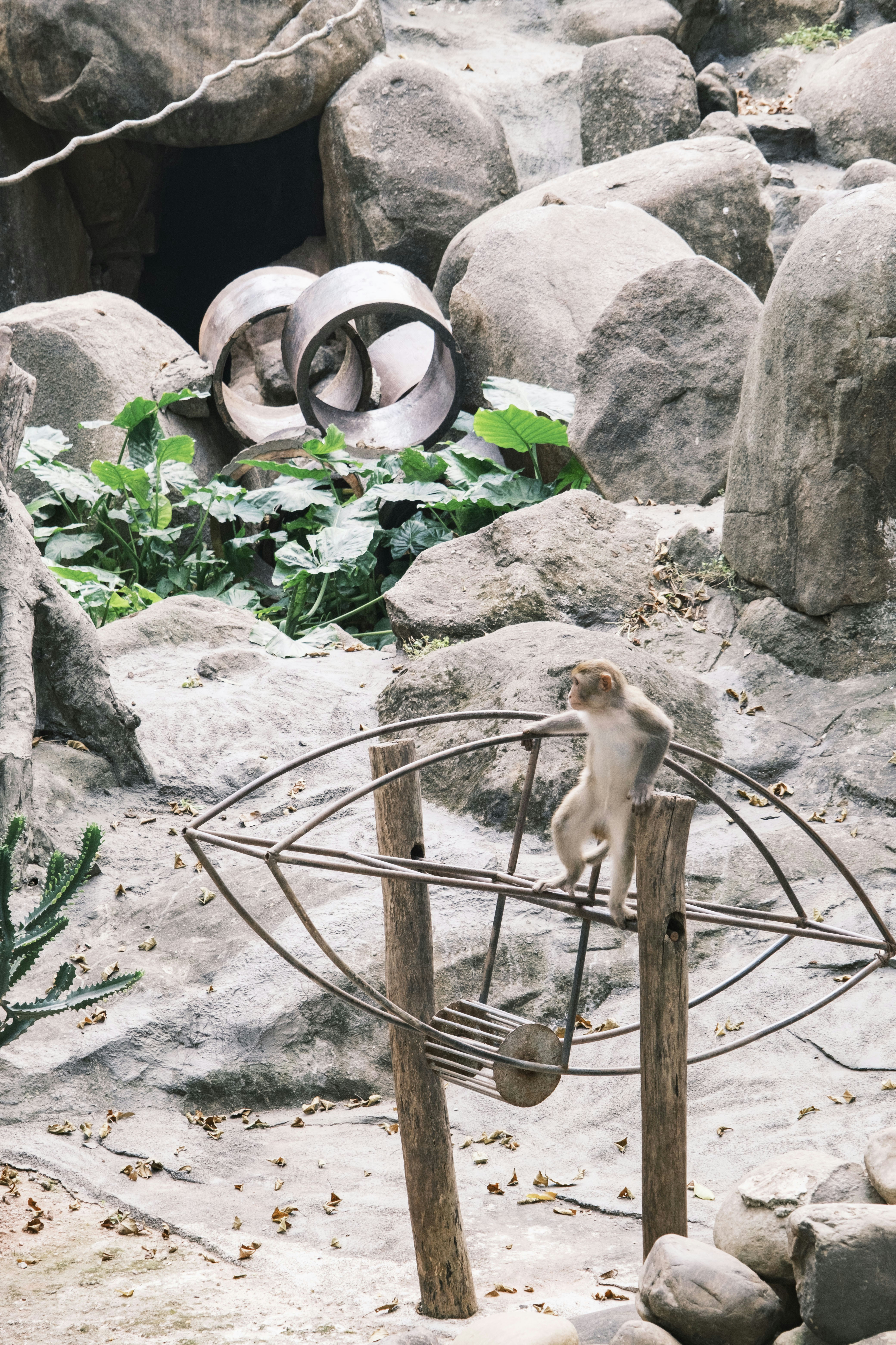 The Orbiting Sentinel: A Monkey Balances on a Weathered Ring Amid Granite