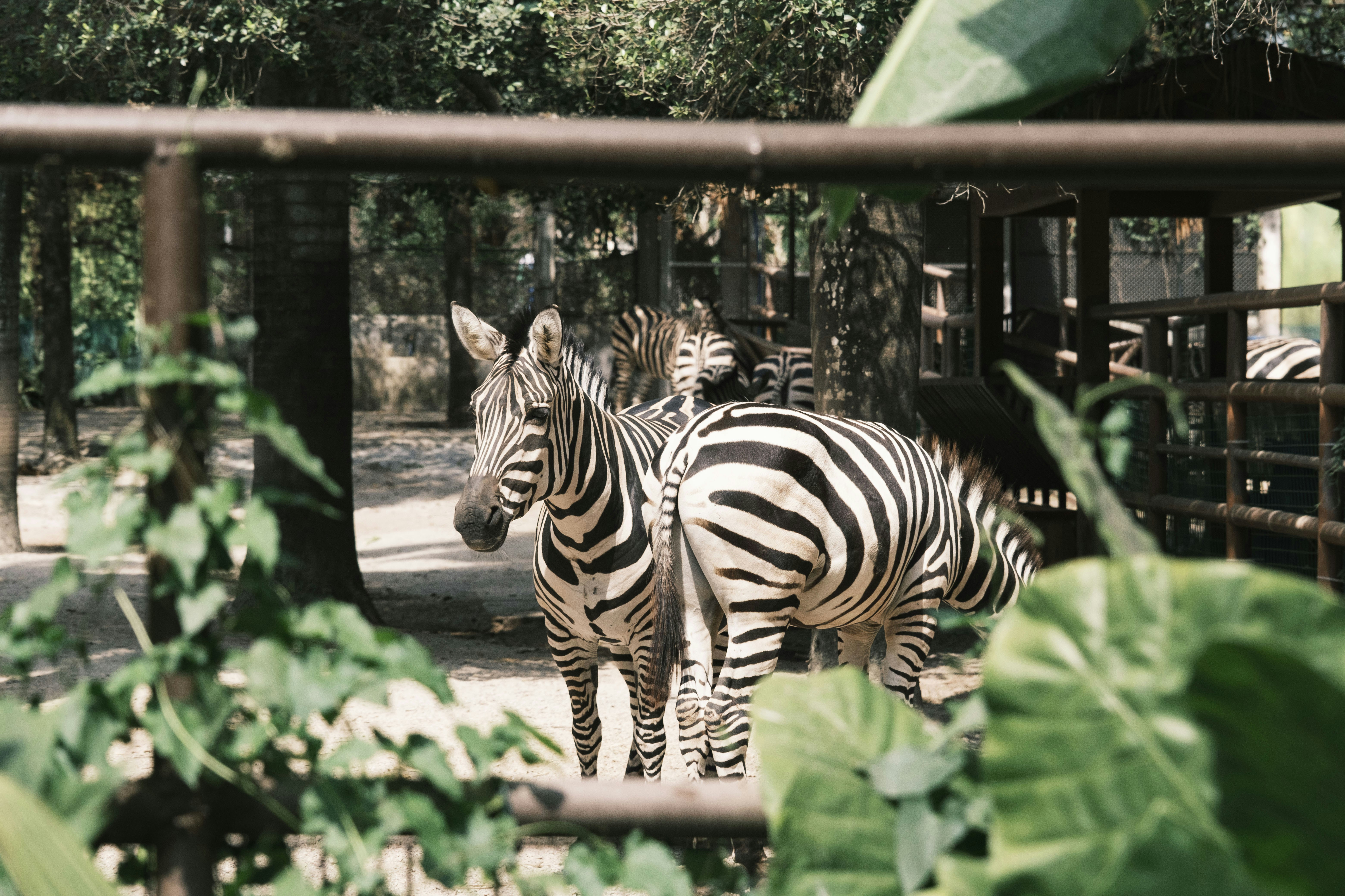 Stripes in the Shade: Zebra Pair Amid Railings and Jungle Foliage