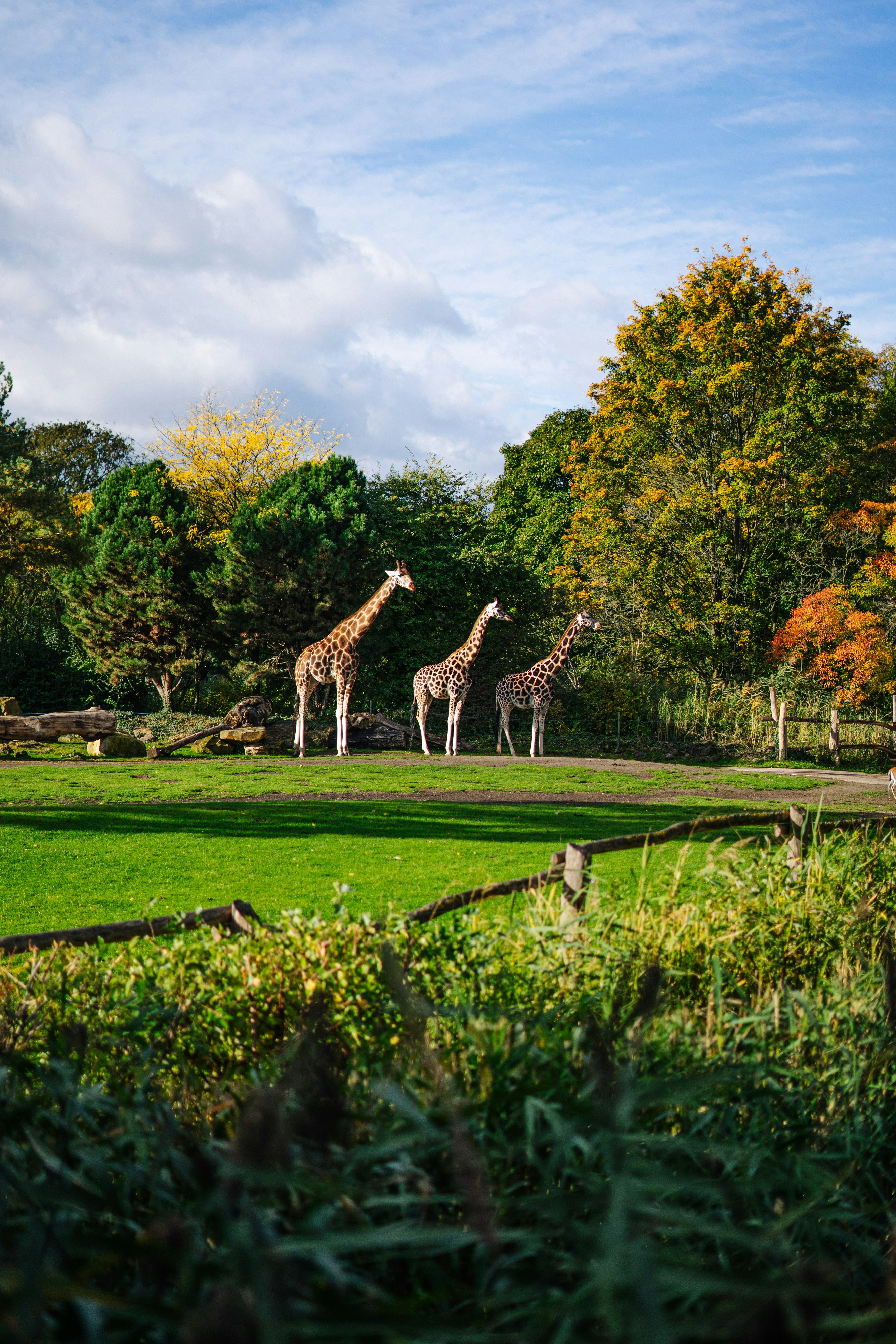 Trio of Giraffes Beneath Fall Foliage in a Sunlit Park