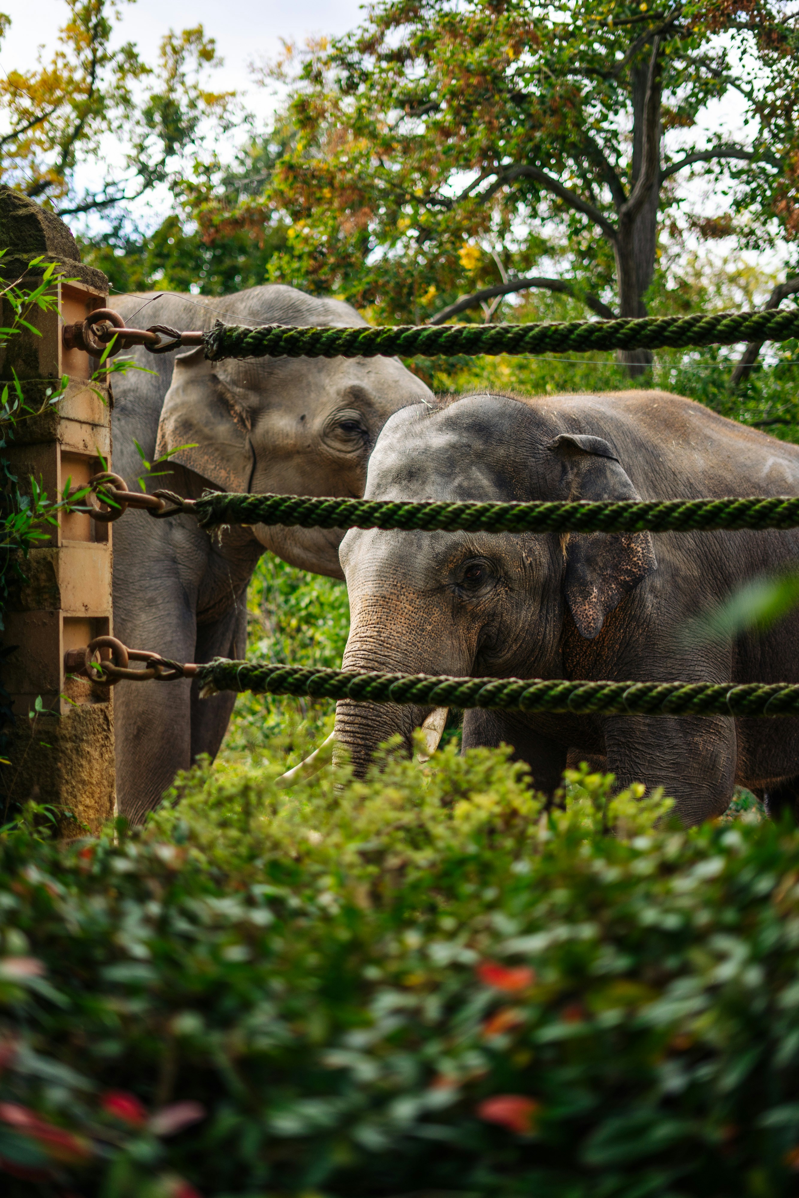 Close-Up Moment Between Gentle Giants