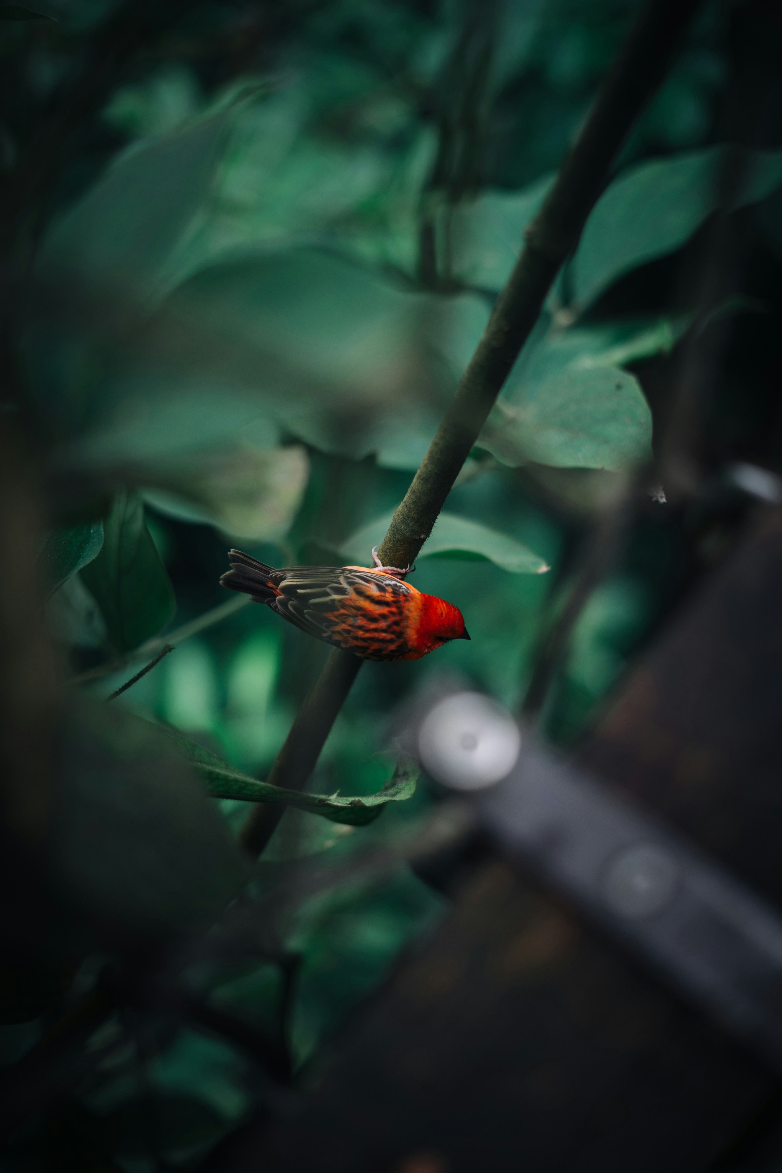 A small red bird perched on a tree branch photo – Free Red bird Image ...