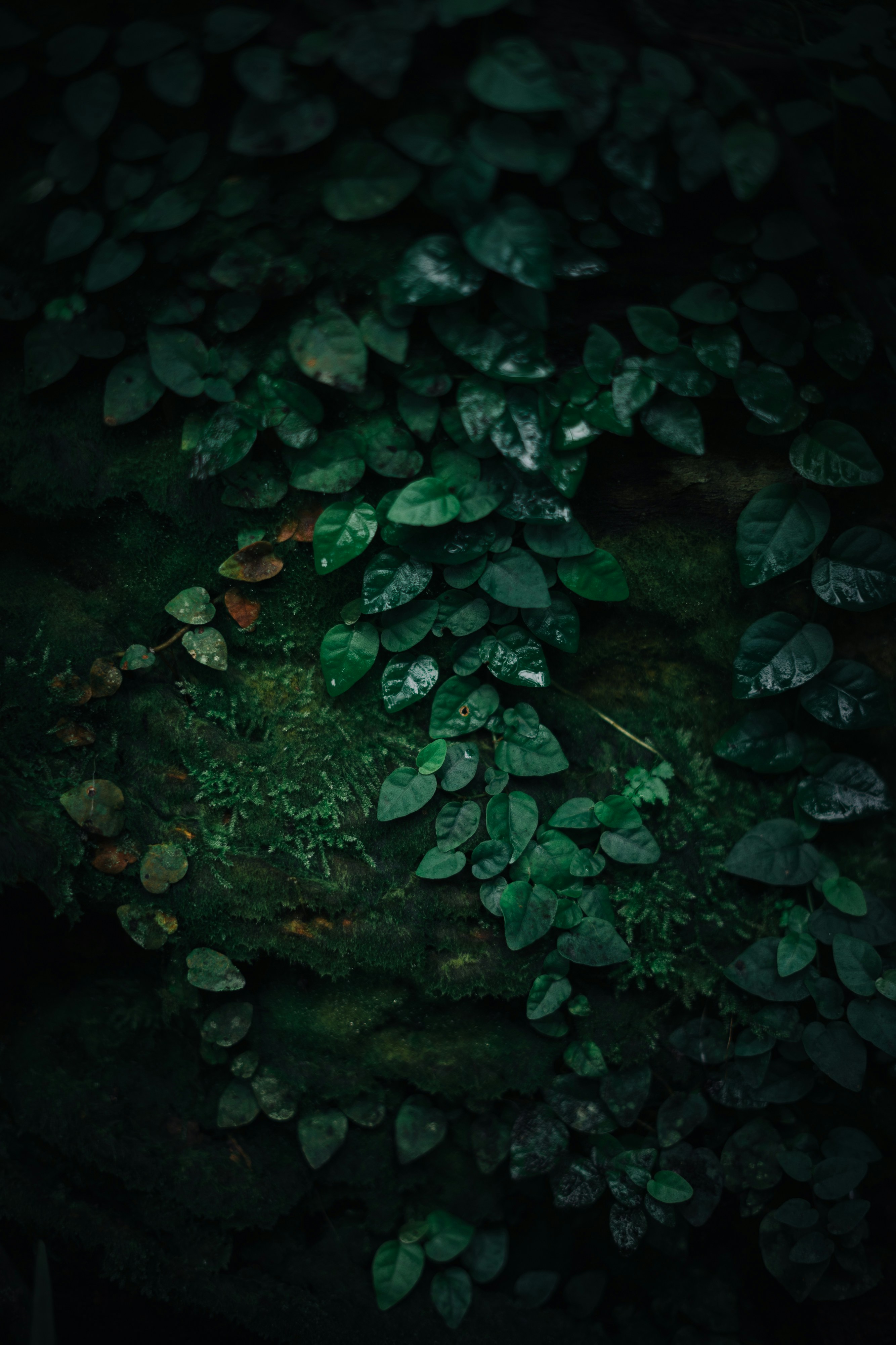 A bunch of leaves that are on the ground