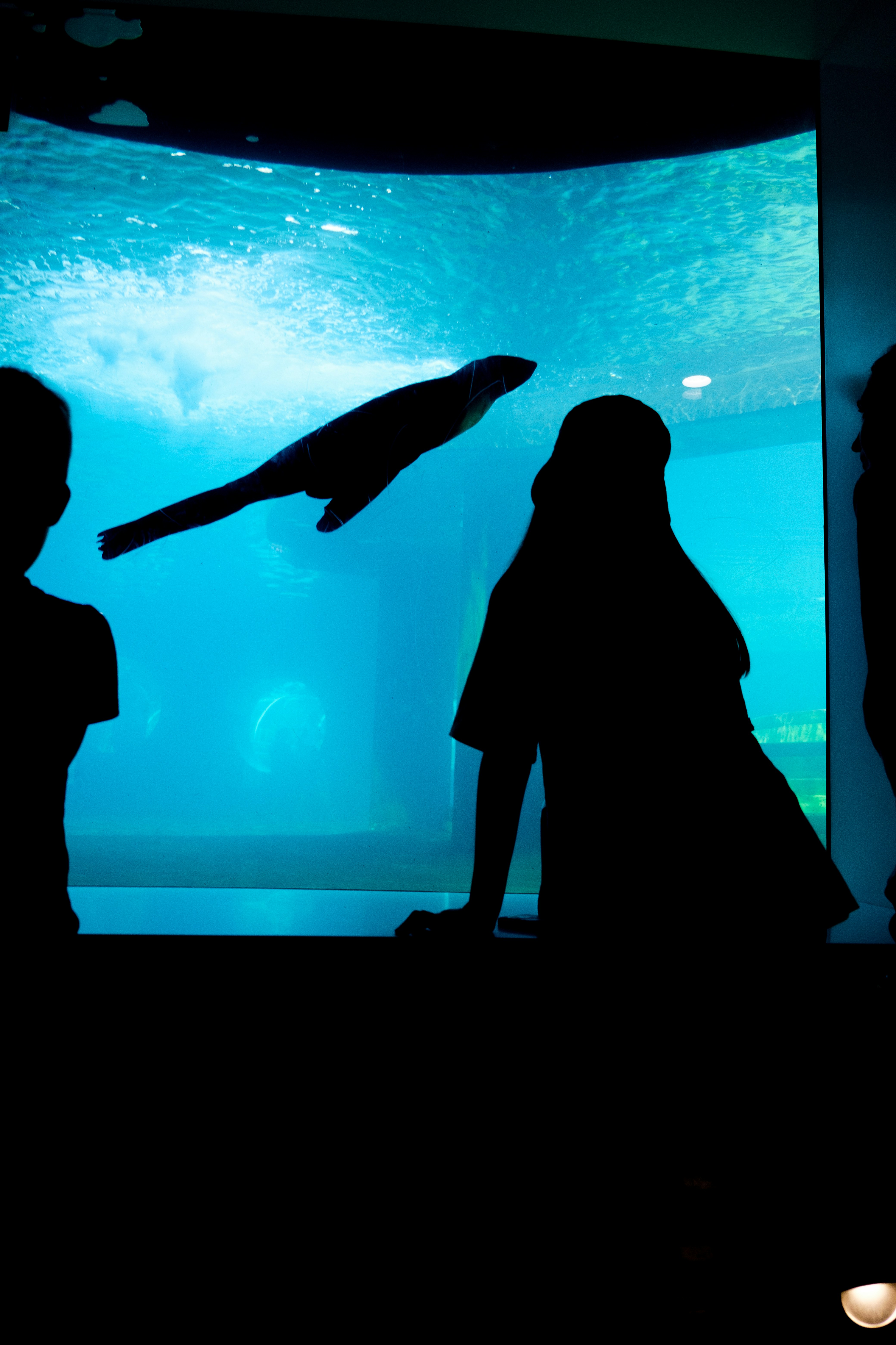 Silhouettes and a diving silhouette: Aquarium gaze