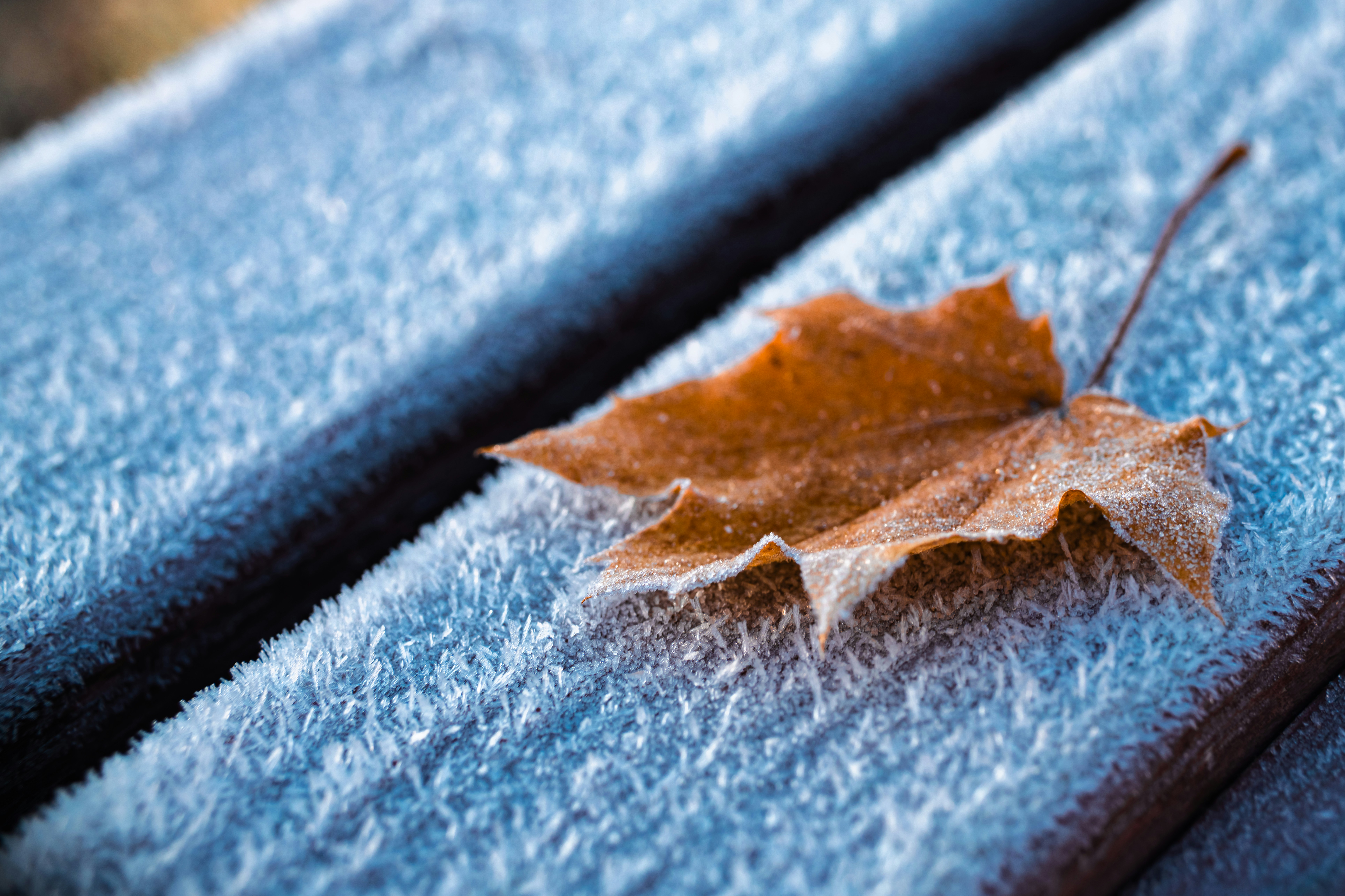 Frosty Autumn on a Frozen Plank