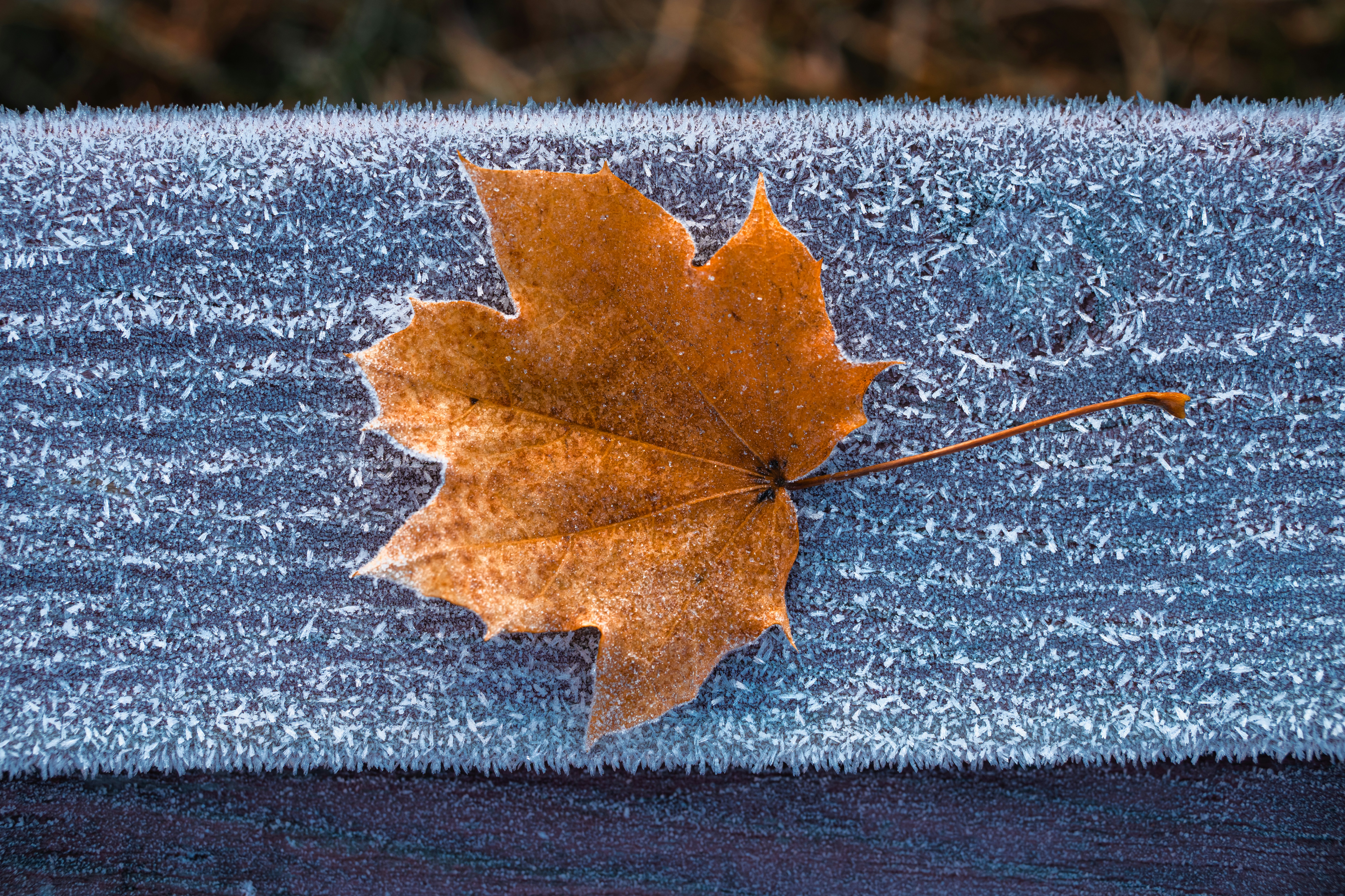 Amber Leaf on a Frosted Blue Plane