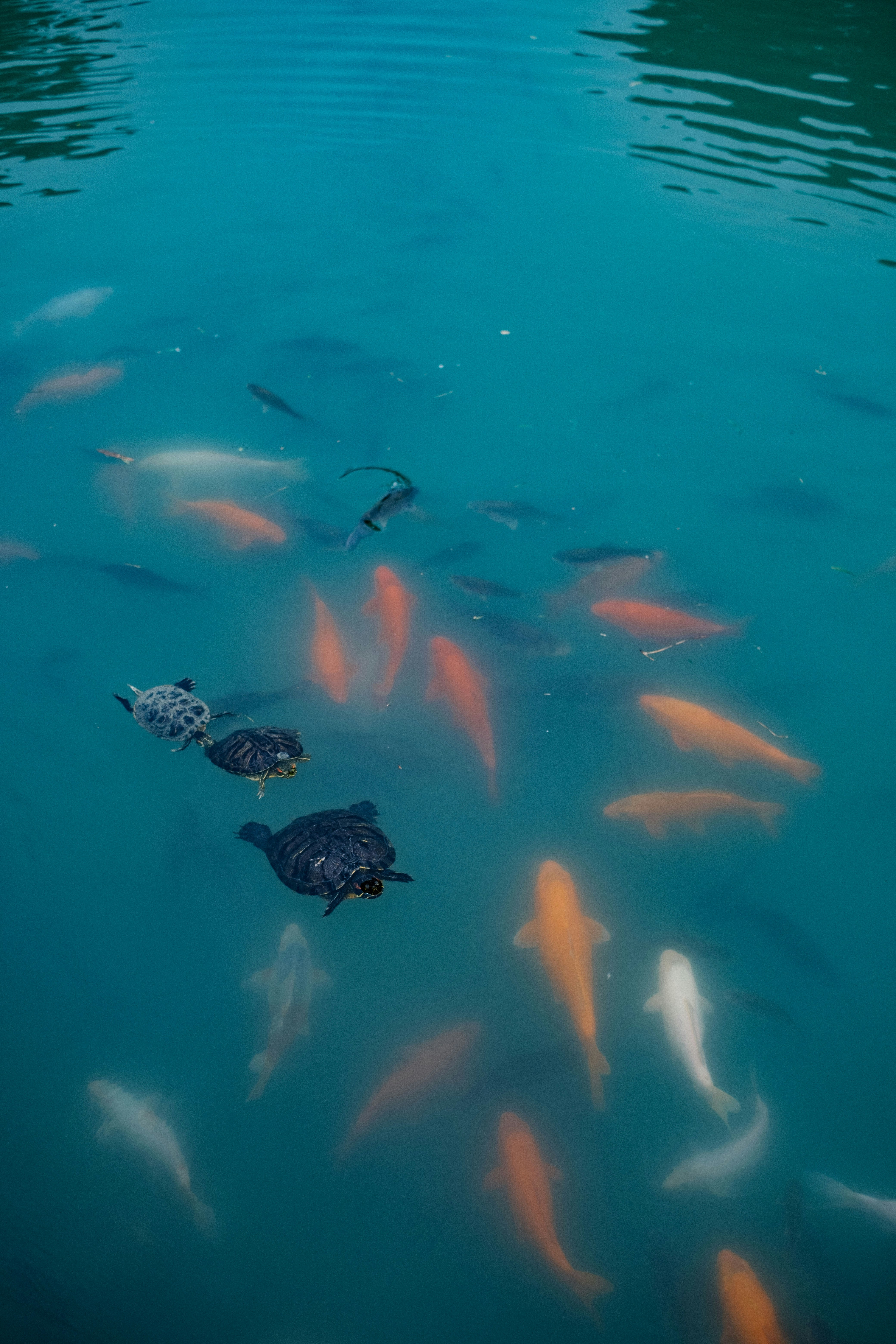 Azure Currents: Koi Mosaic Beneath a Quiet Pond Surface