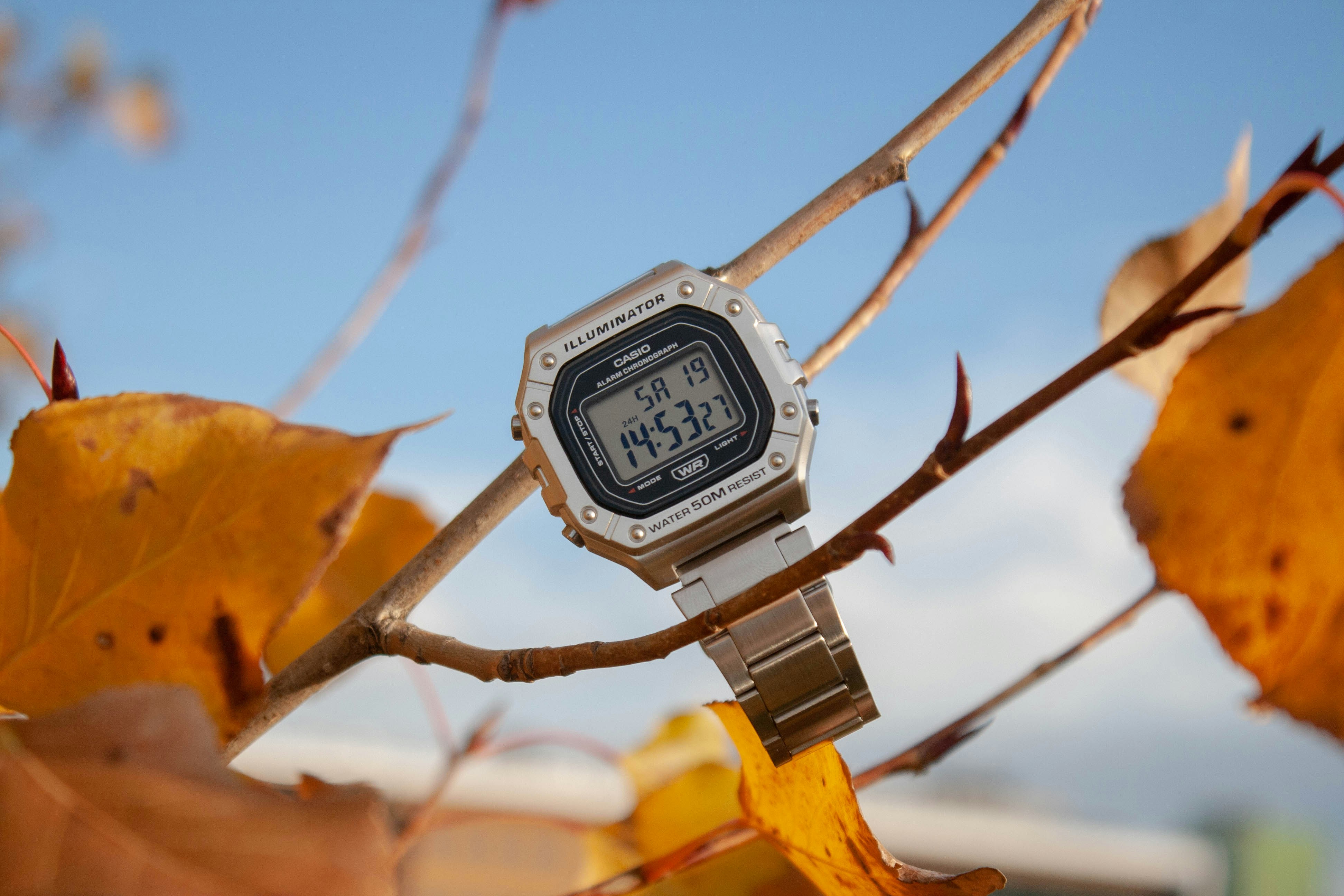 Time on a Branch: Stainless Watch Amid Autumn Leaves
