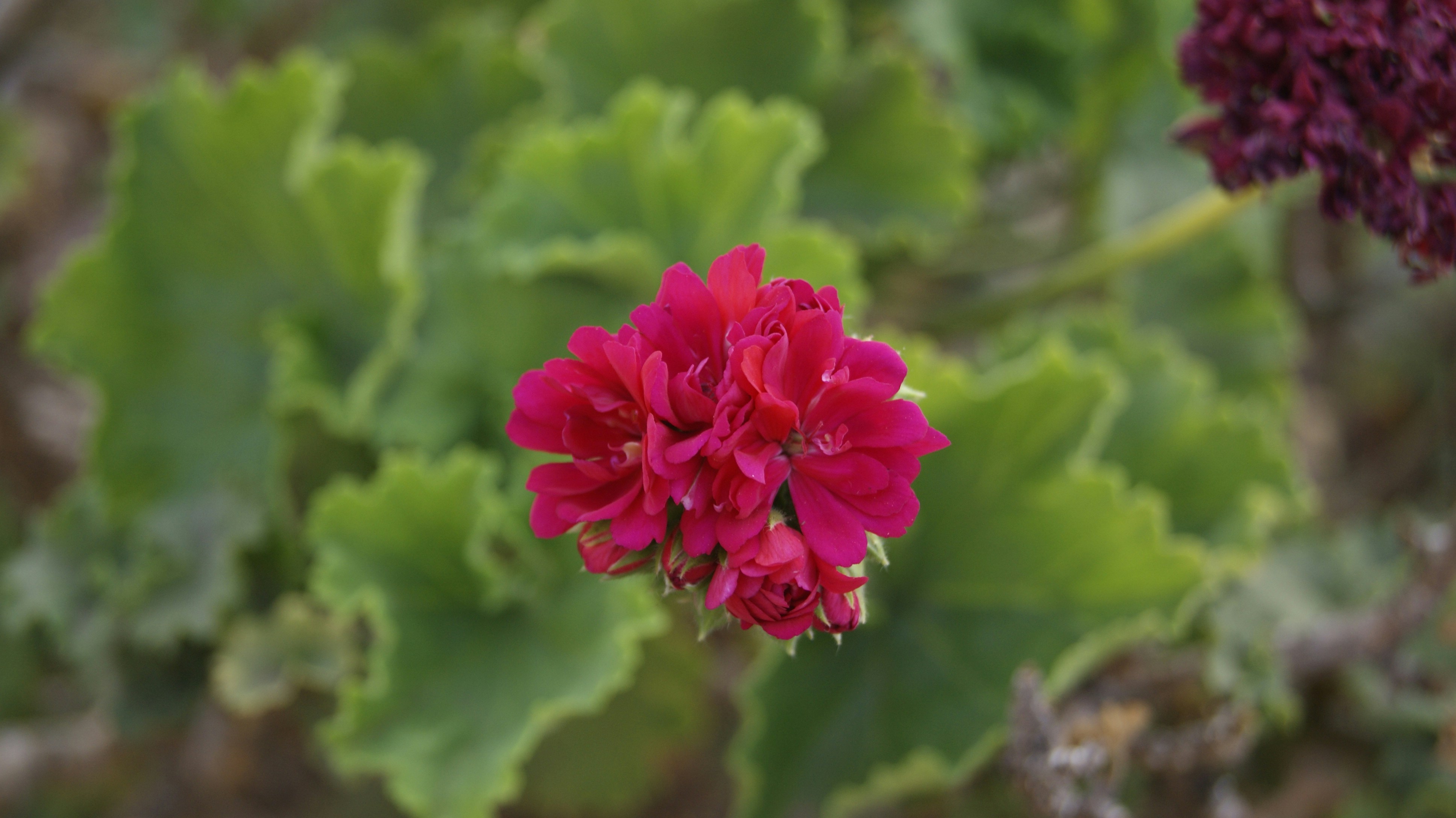 Crimson Geranium Crown: A Close-Up on Garden Velvet