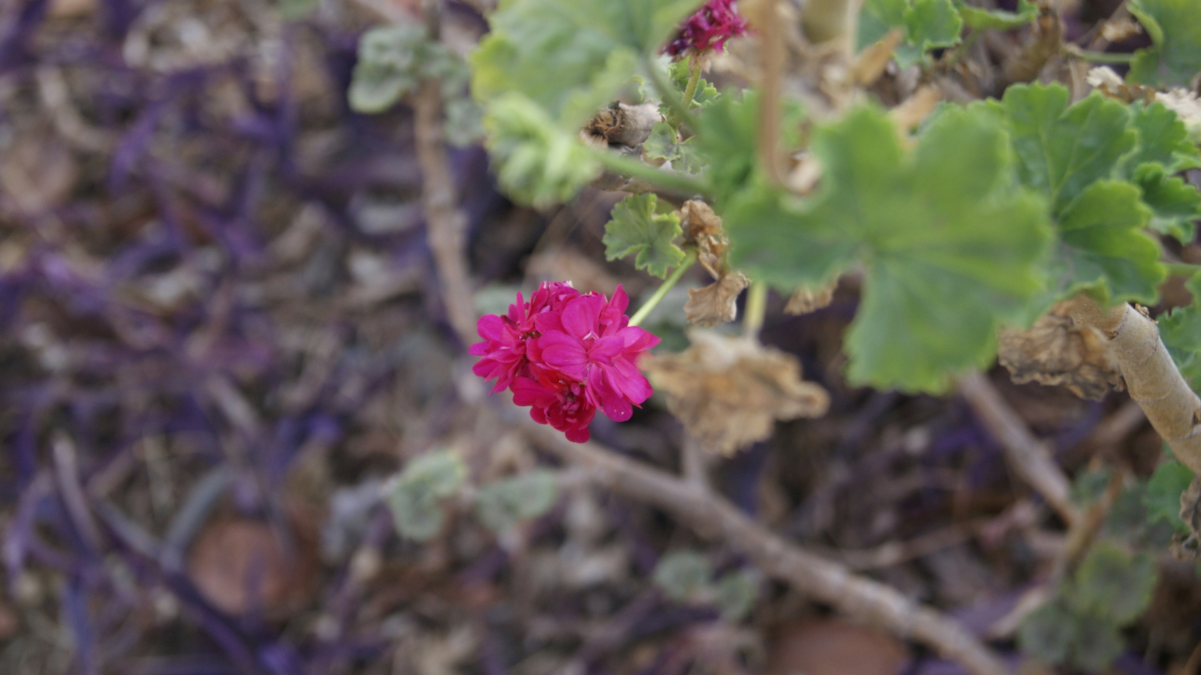 Crimson Blossom Amid Tangle of Green and Purple