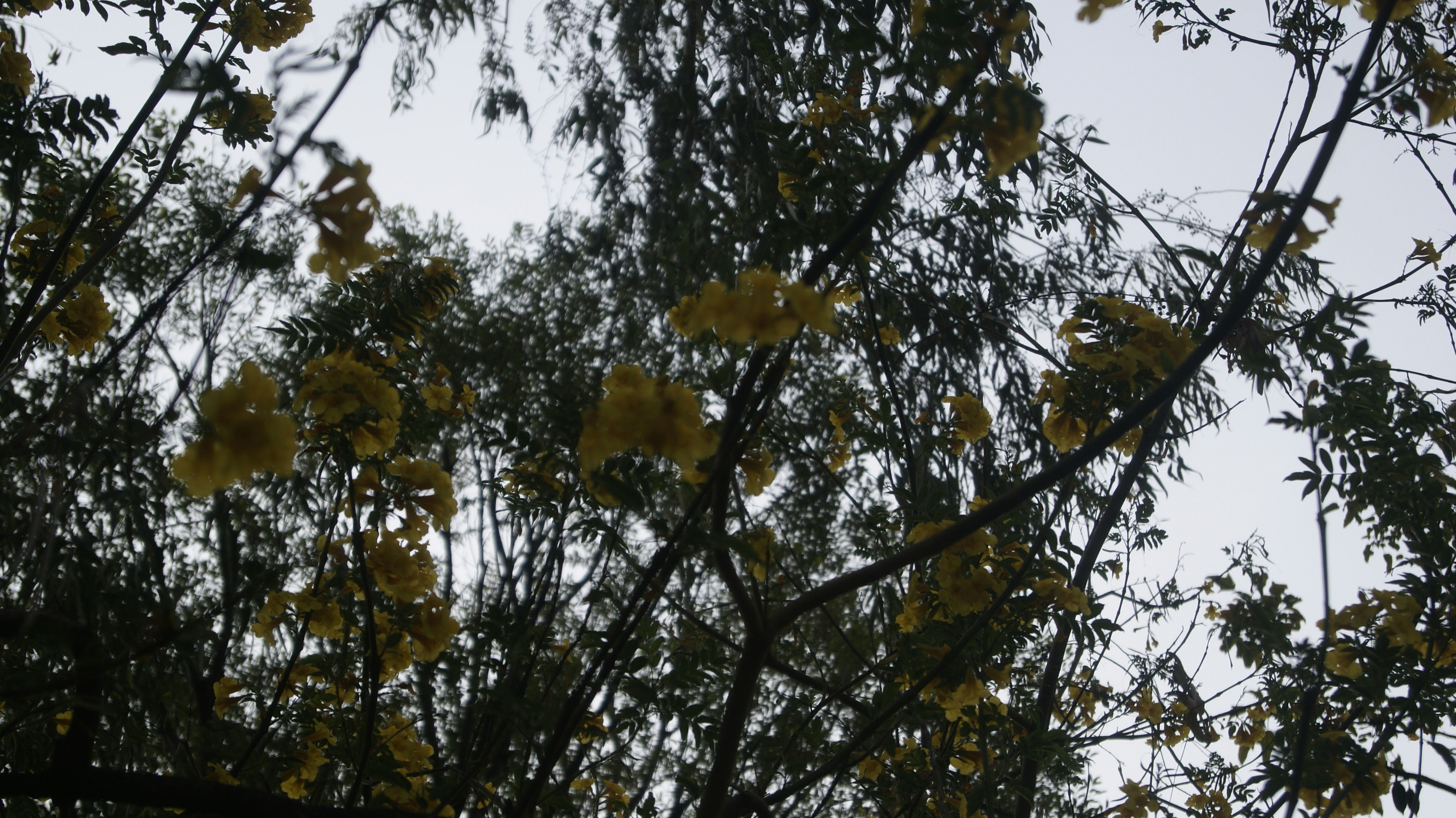 Canopy of Gold: Sunlit Blossoms Thread a Quiet Sky
