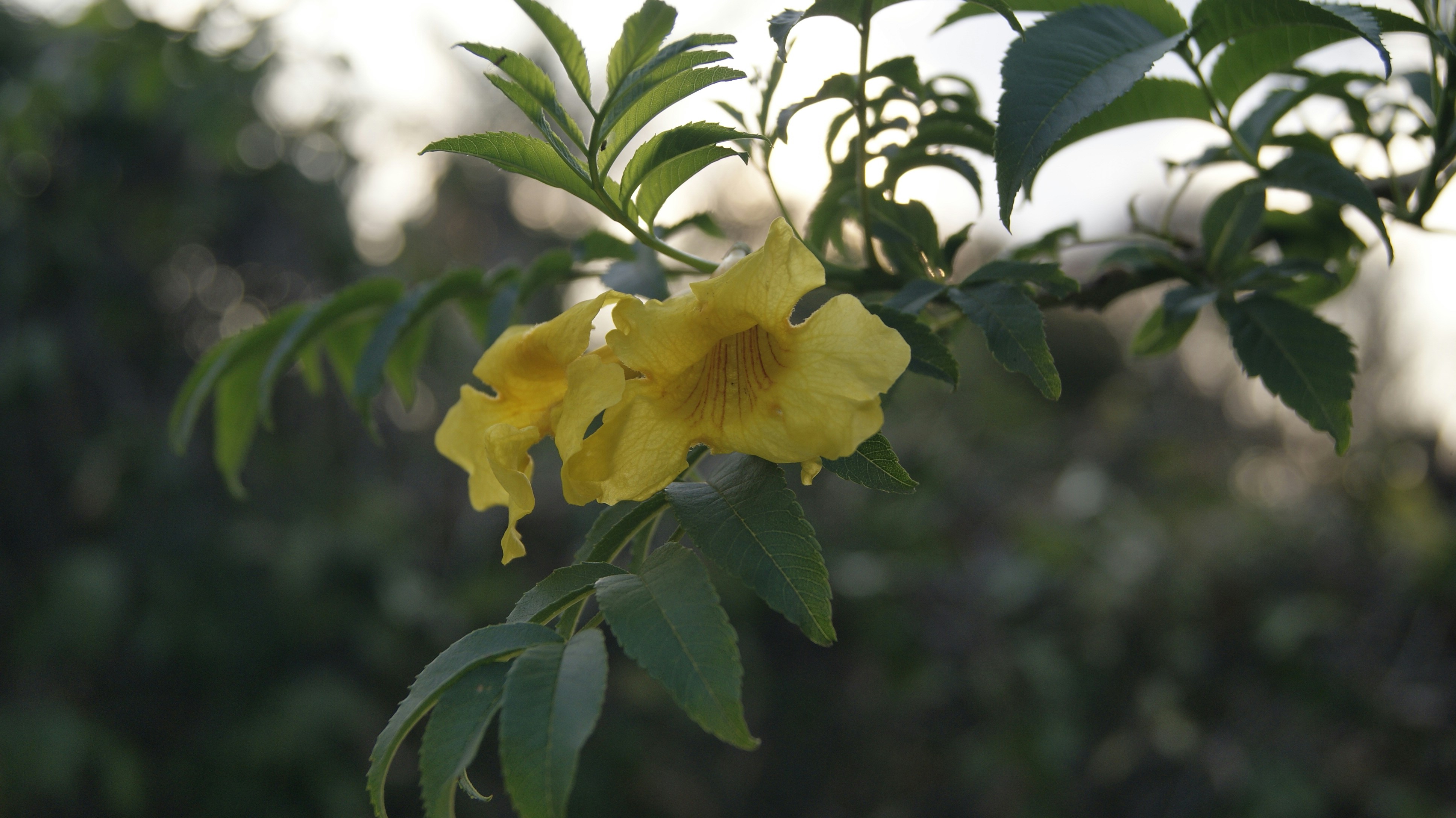 Photograph of a yellow trumpet flower centered among green leaves. The background is softly blurred to emphasize the bloom.