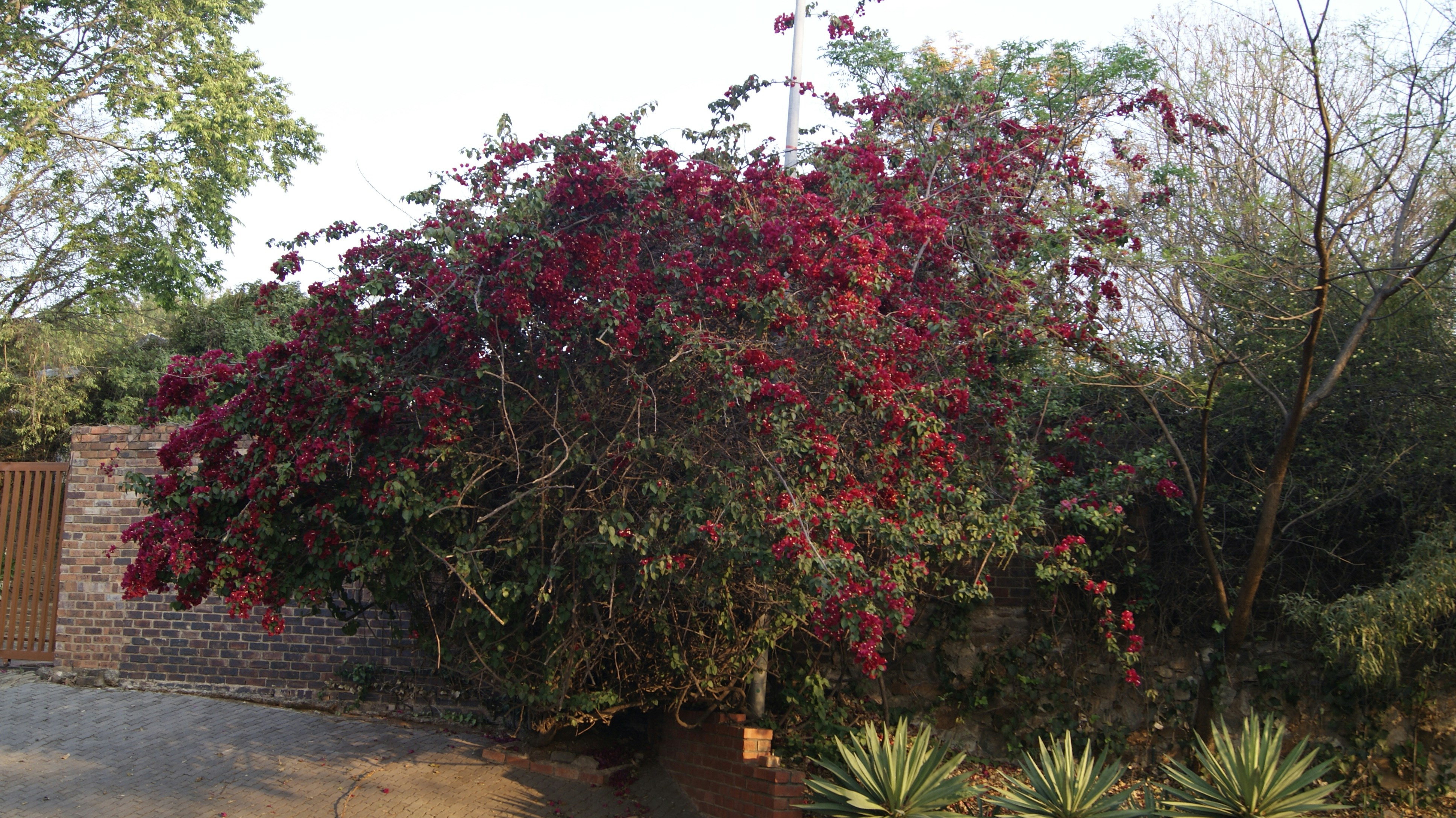 Crimson Bougainvillea Drapes Over a Quiet Garden Wall