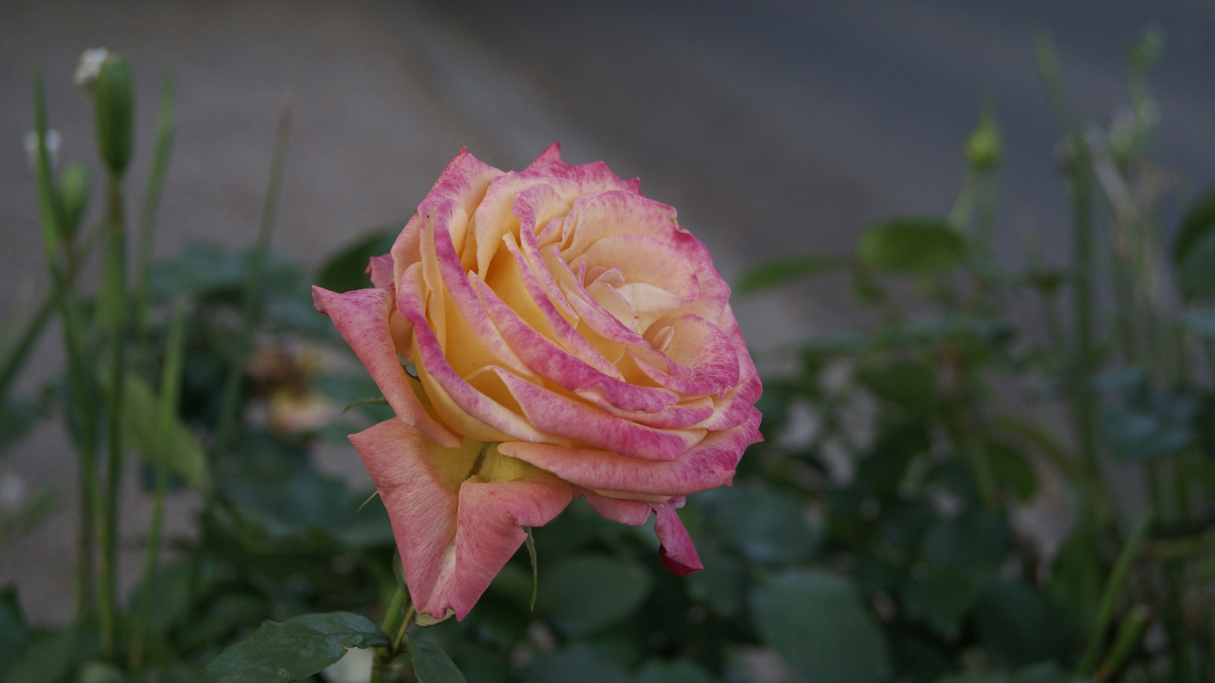 Close-up photograph of a pink-yellow gradient rose in a blurred garden background, highlighting delicate petal texture and color.