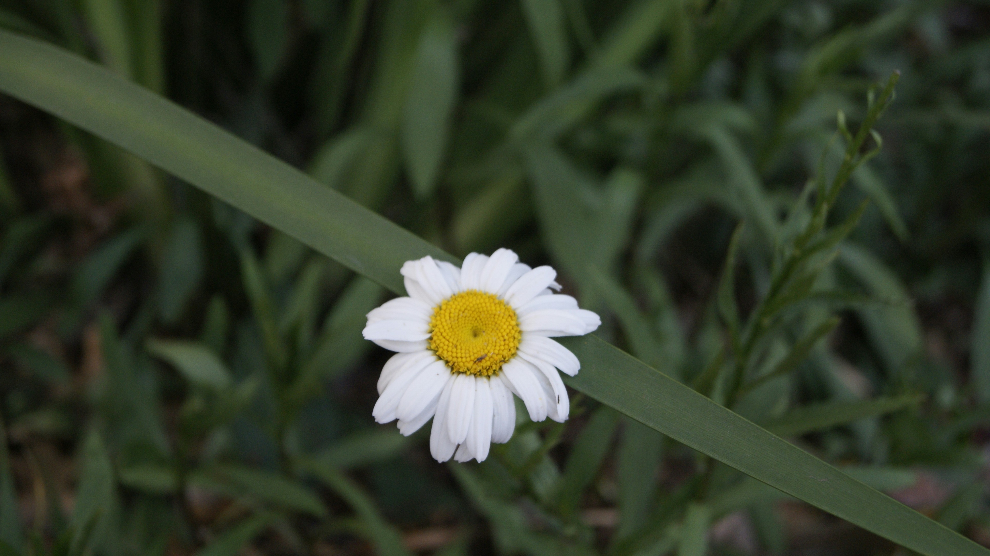 Close-up photograph of a single white daisy with a yellow center resting on a diagonal blade of grass, set against a softly blurred green background.