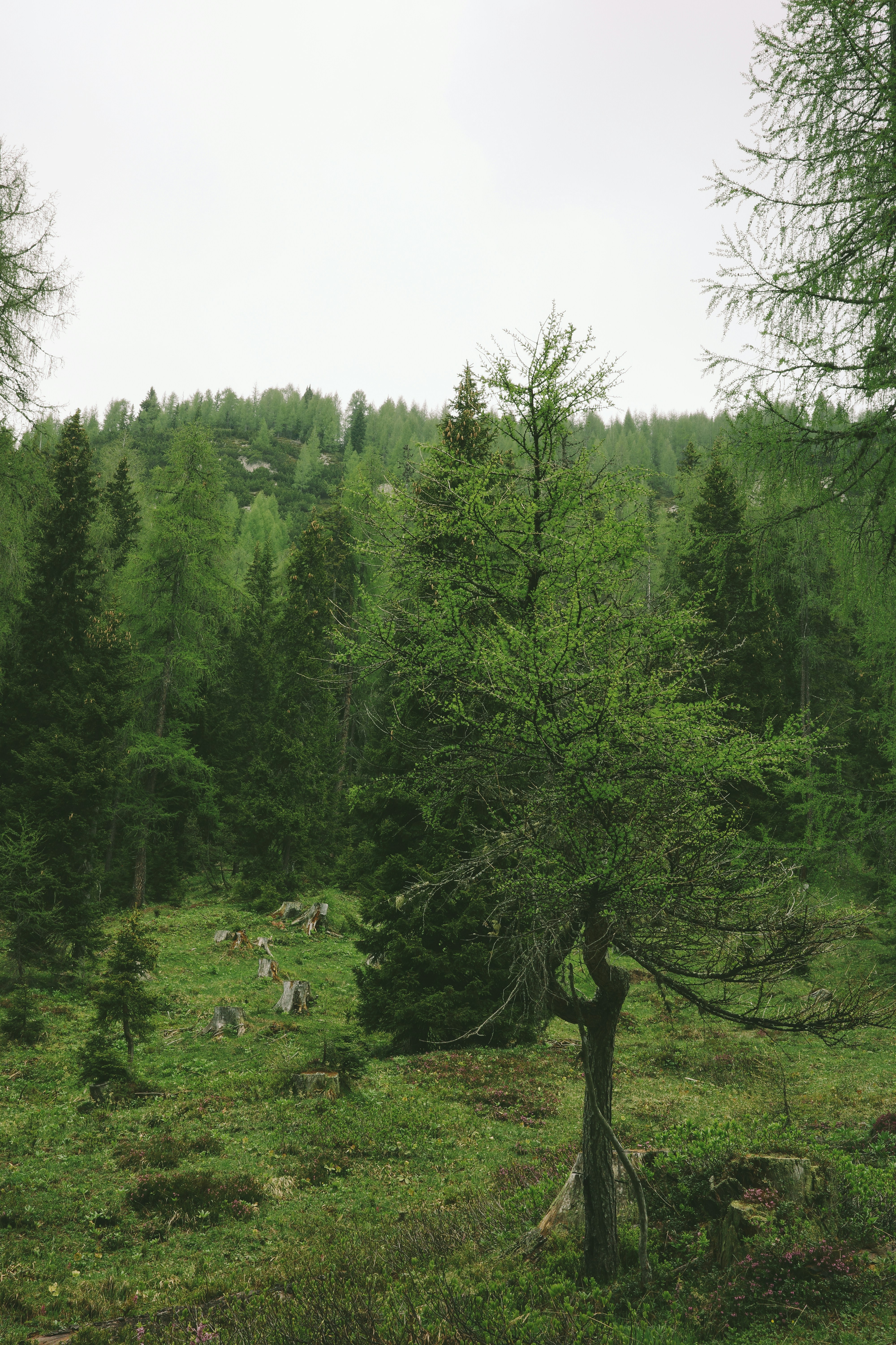 Sentinel of the Moss: A Lone Tree Amid Quiet Pines