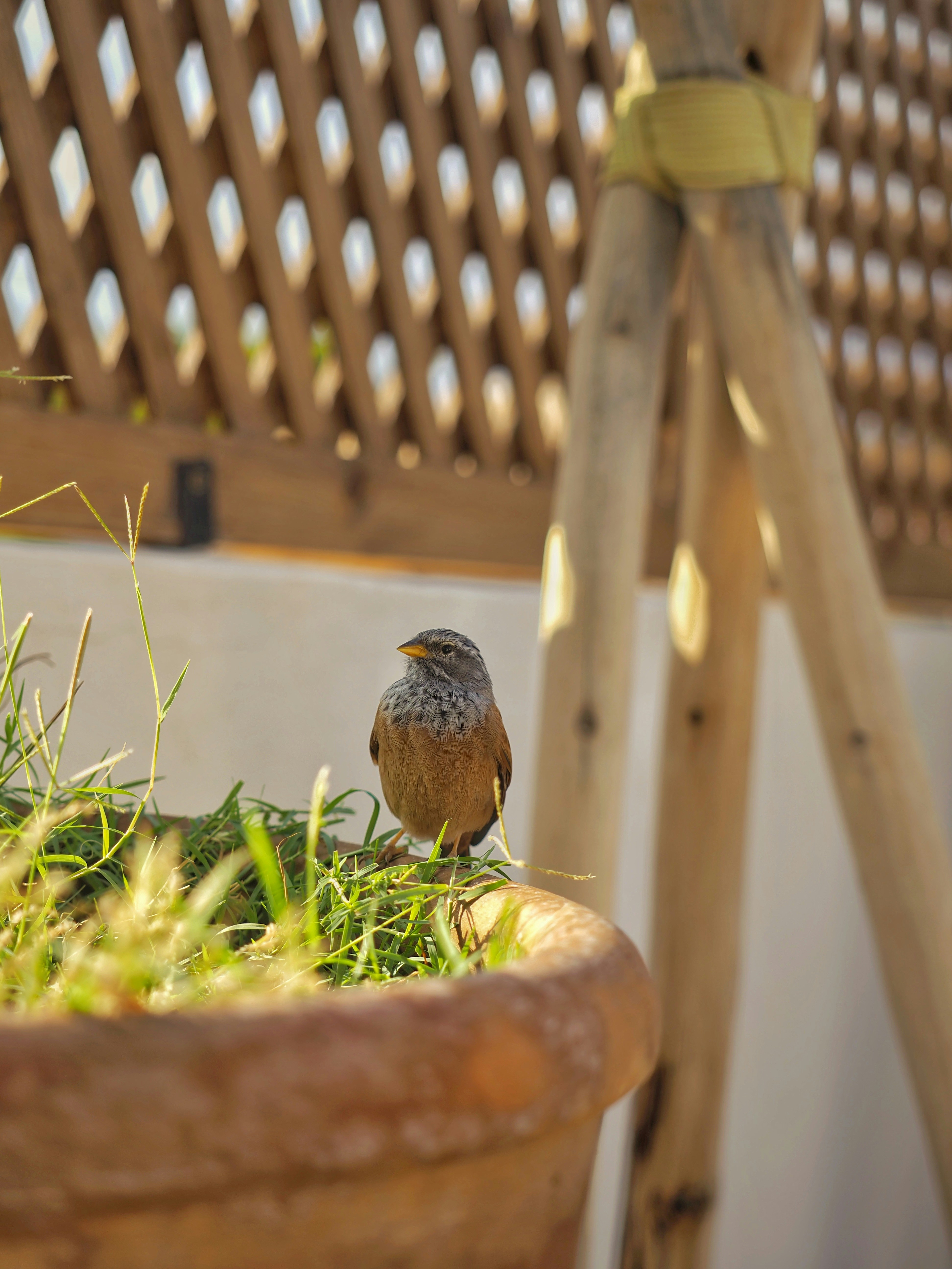 Terracotta Terrace Sentinel: A Tiny Songbird Perched in Sunlit Pot Garden