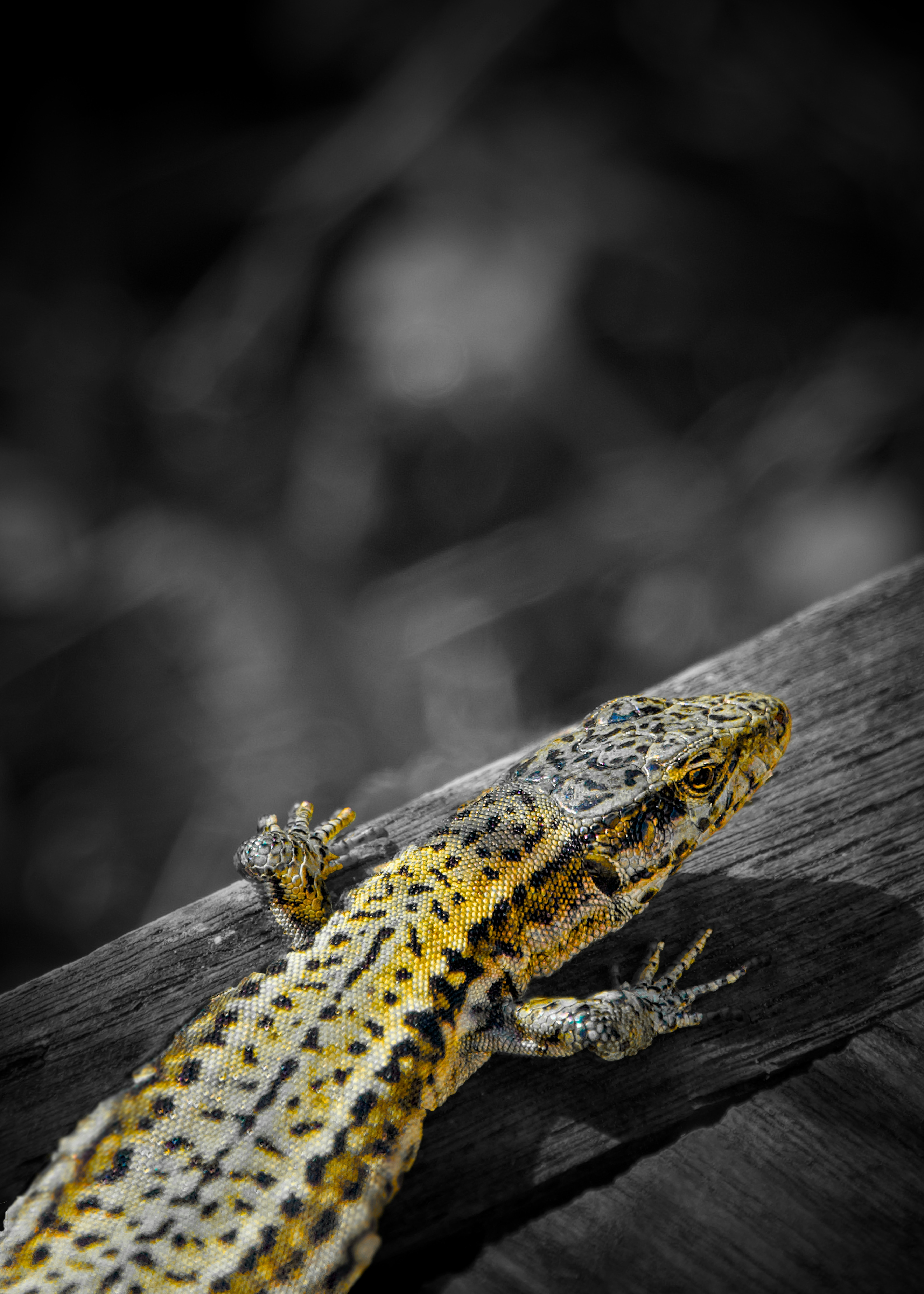 Leopard Gecko Portrait on Weathered Wood: Sun-Kissed Scales in Focus